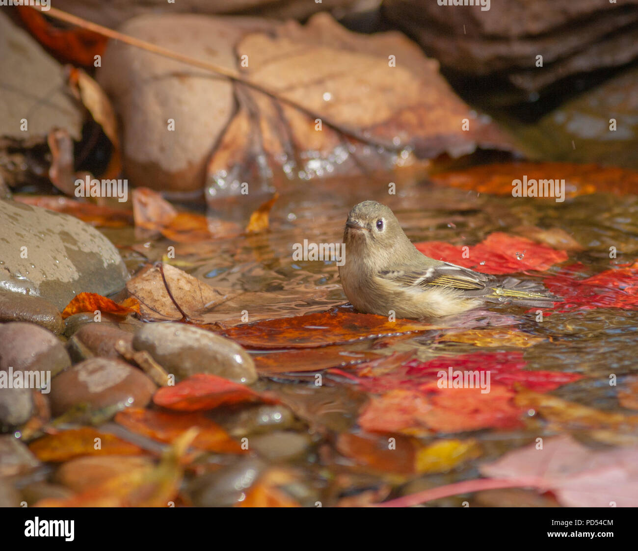 Ruby-crowned Kinglet, Regulus calendula, in North Carolina in November ...