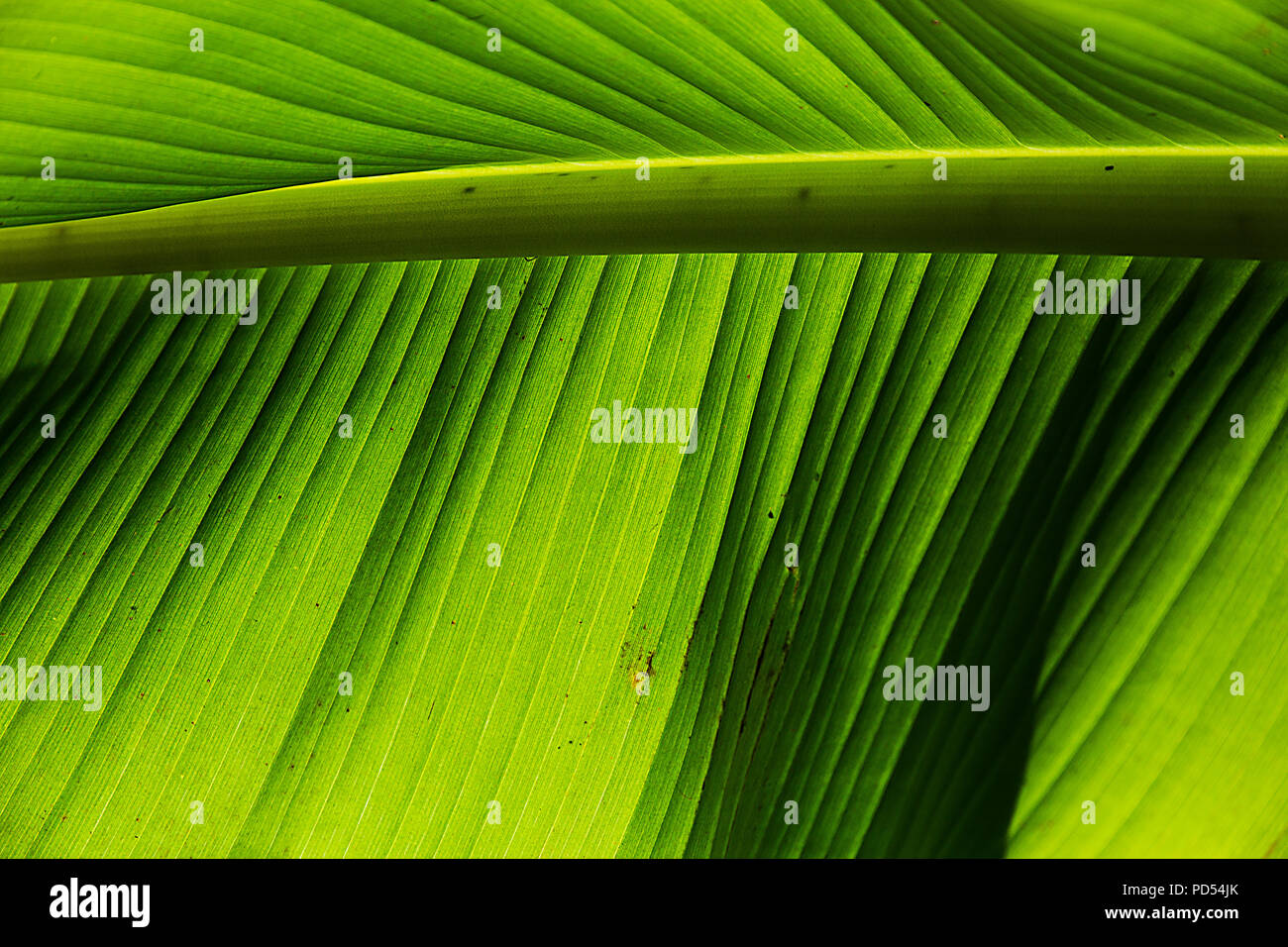Abyssinian plateau hi-res stock photography and images - Alamy