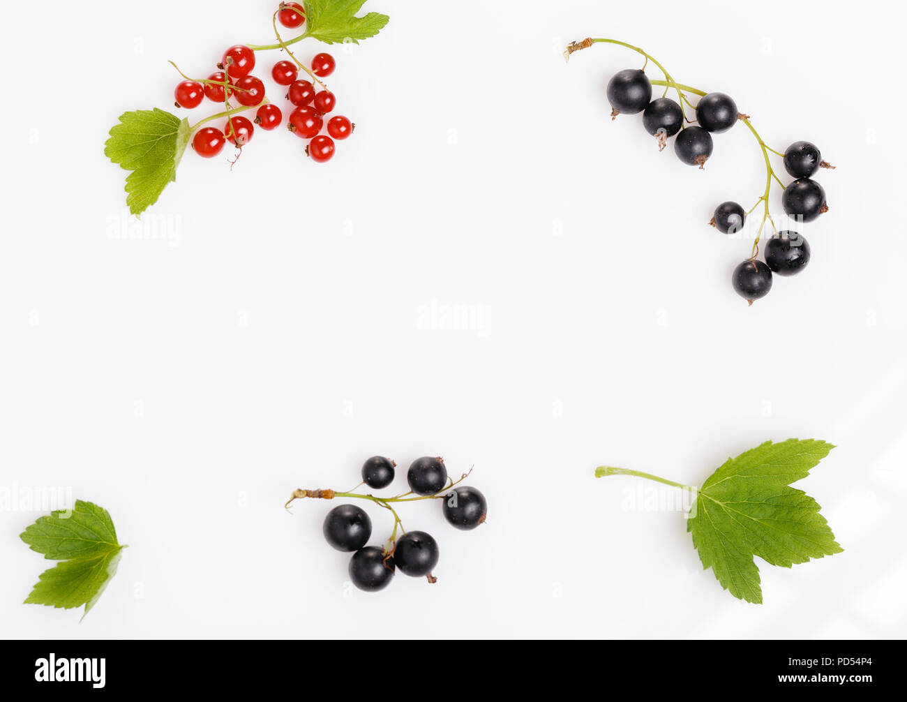 Black and red currant with leaves isolated. on white. Sprig of berries ...
