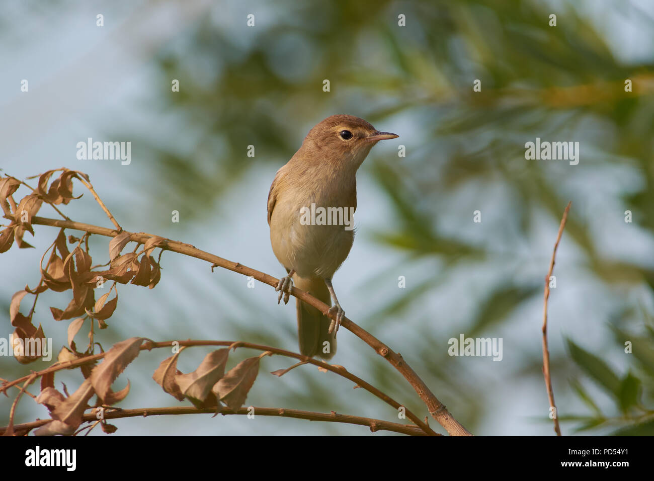Blyth's reed warbler (Acrocephalus dumetorum) sits on a withered willow ...