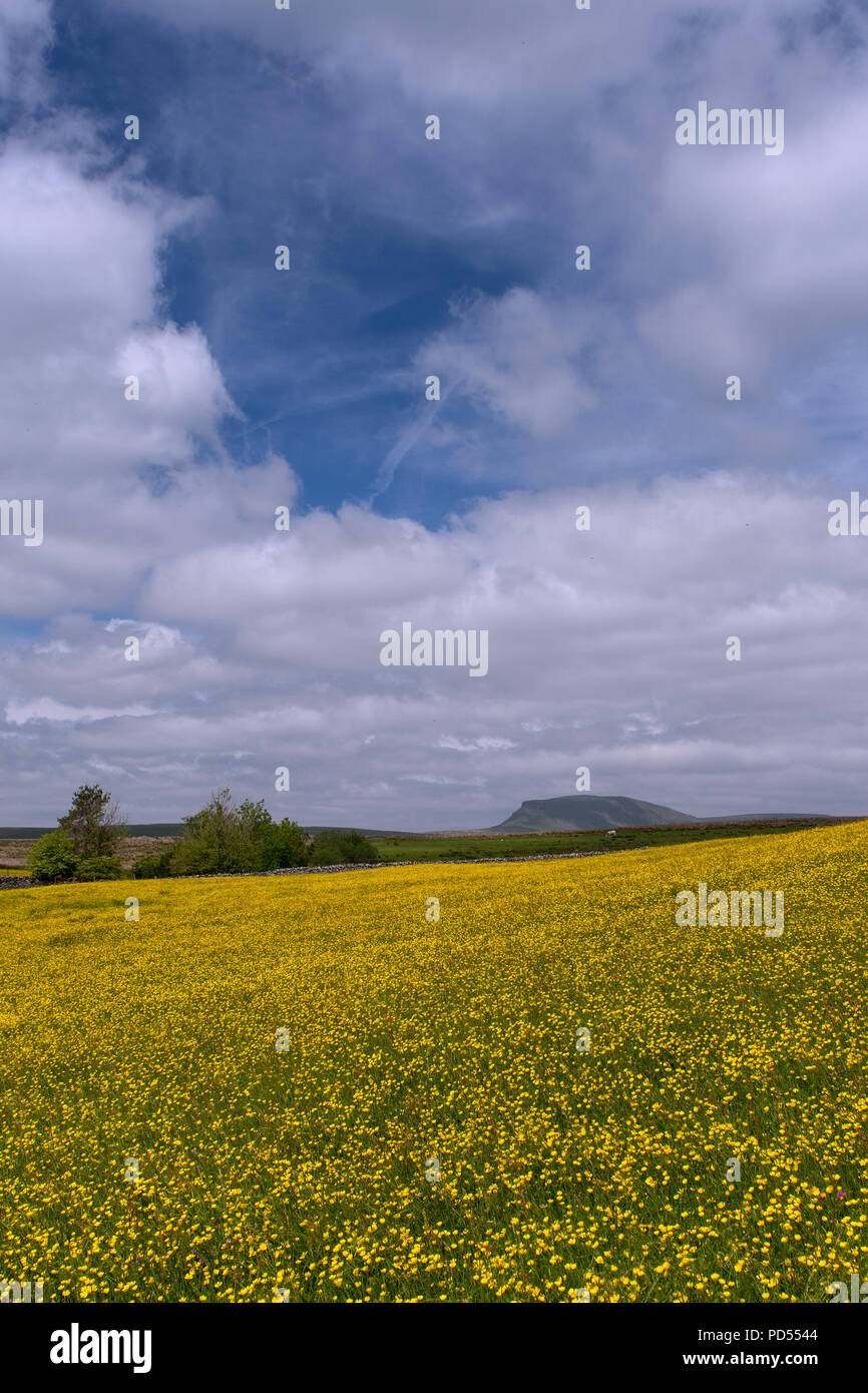 Wildflower meadows in the Yorkshire Dales with Penyghent hill in the ...