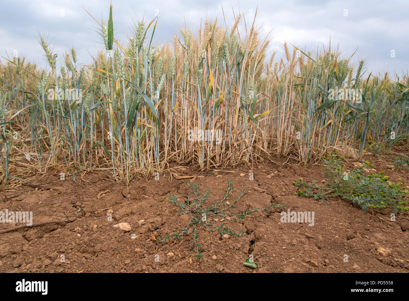 Barley growing on ground suffering from drought, with cracks in the ...