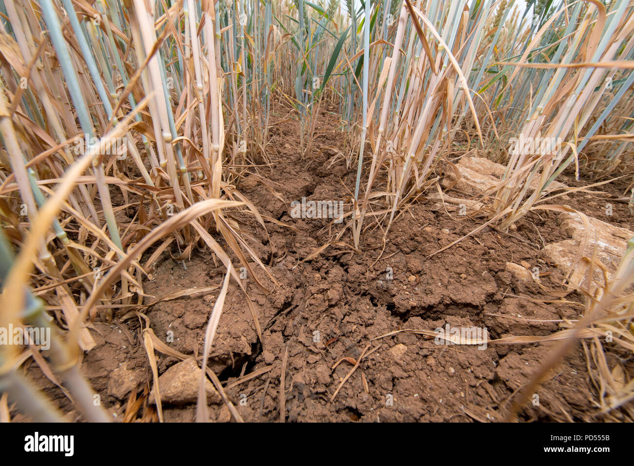 Barley growing on ground suffering from drought, with cracks in the ...