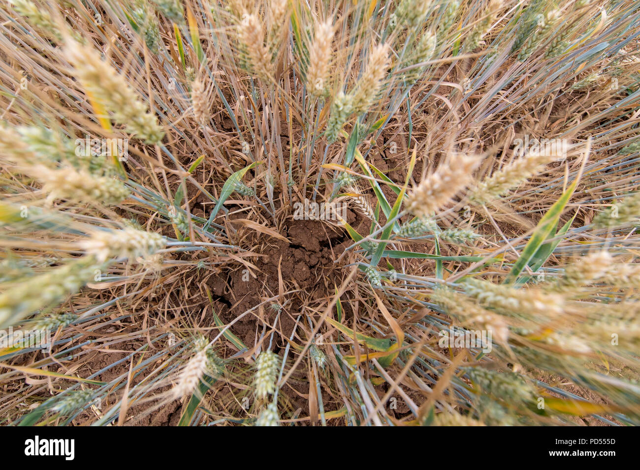 Barley growing on ground suffering from drought, with cracks in the ...