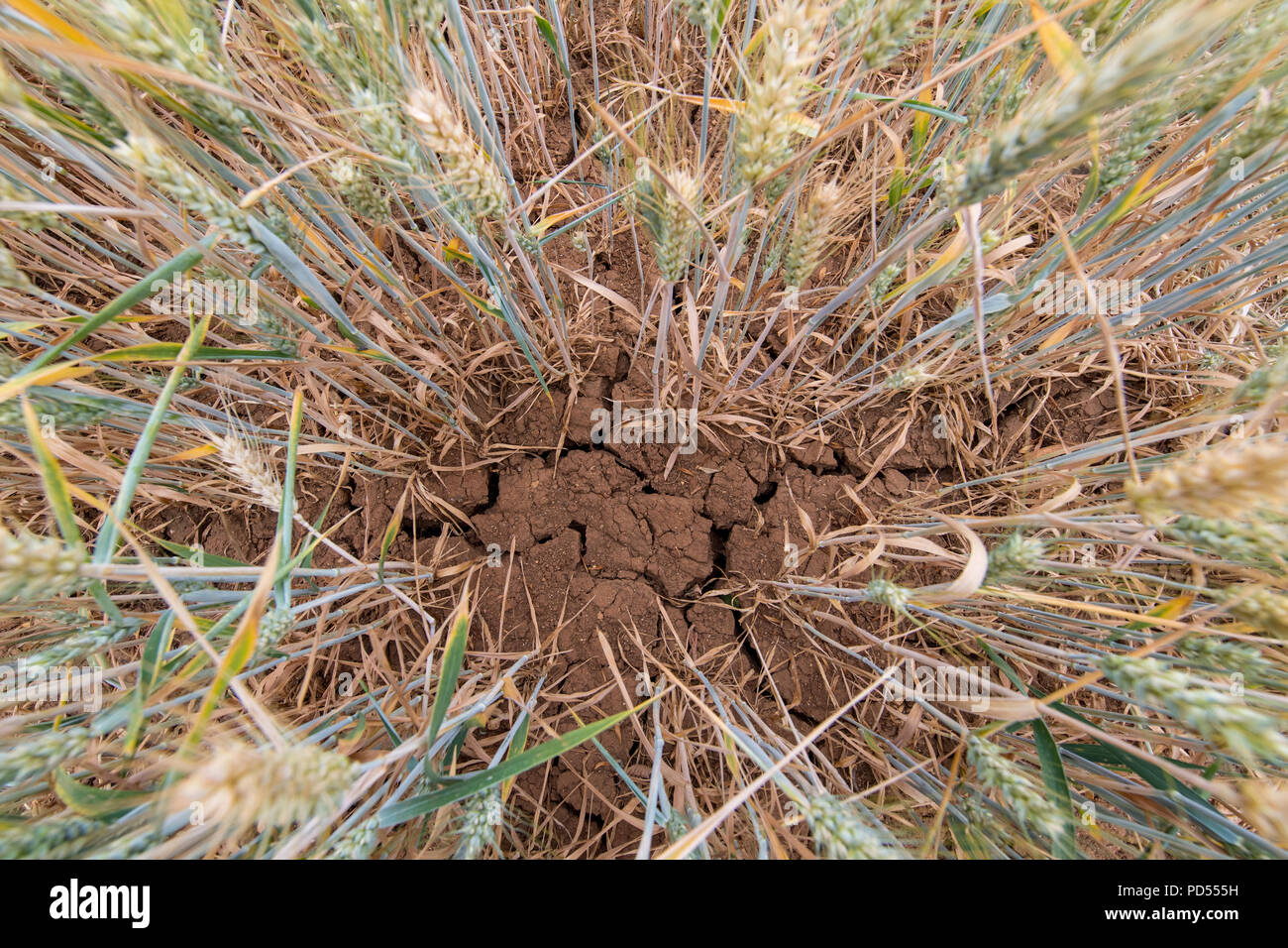 Barley growing on ground suffering from drought, with cracks in the ...
