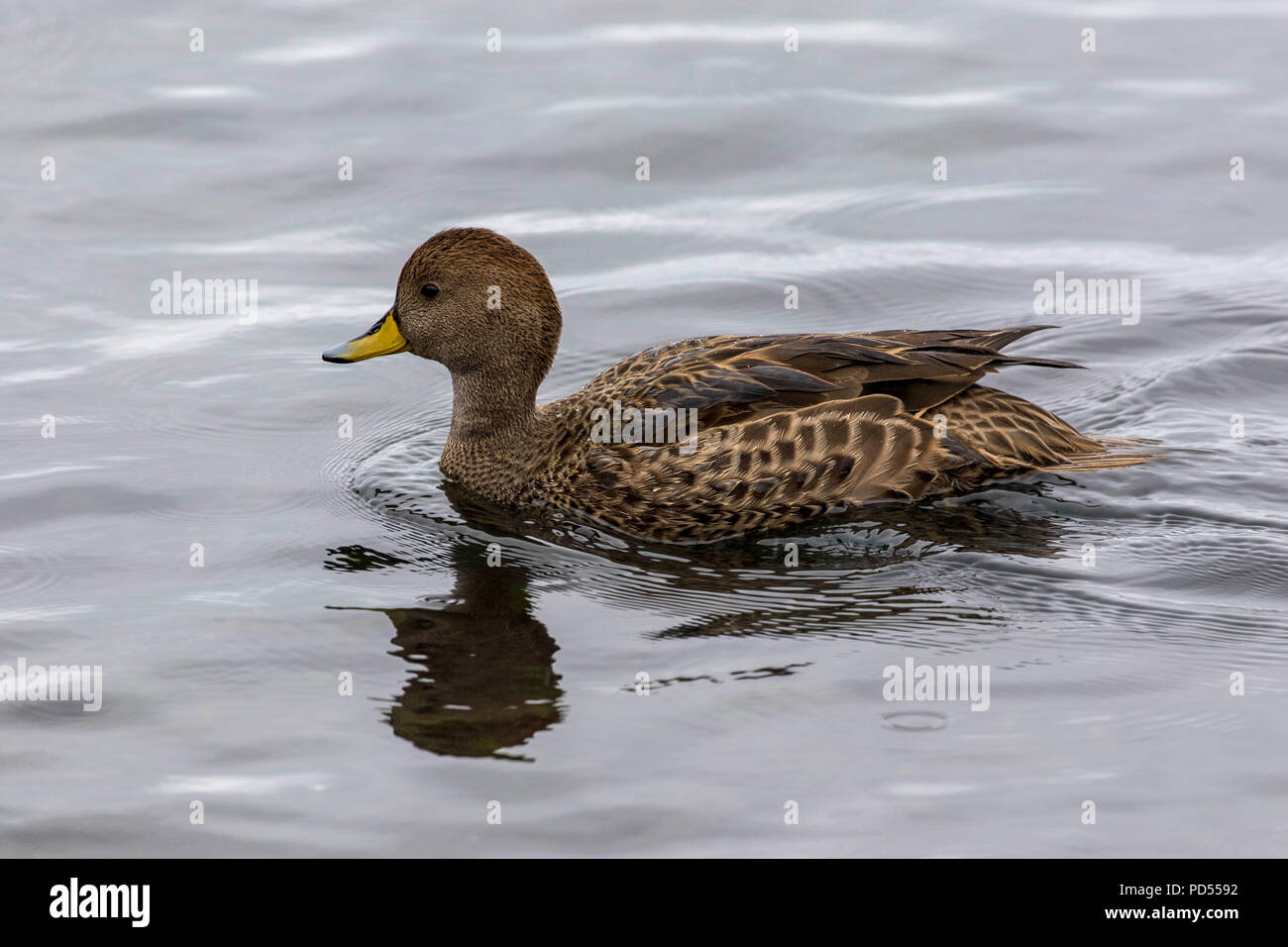 South Georgia pintail duck Stock Photo - Alamy