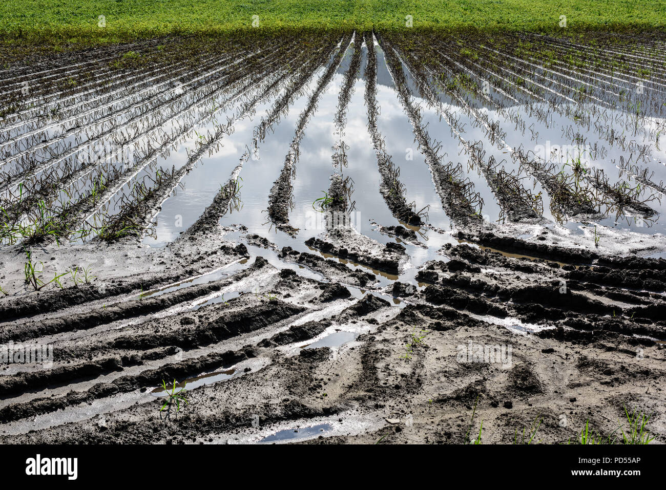 Flooded Field Flood Plain Water Stock Photos & Flooded Field Flood ...