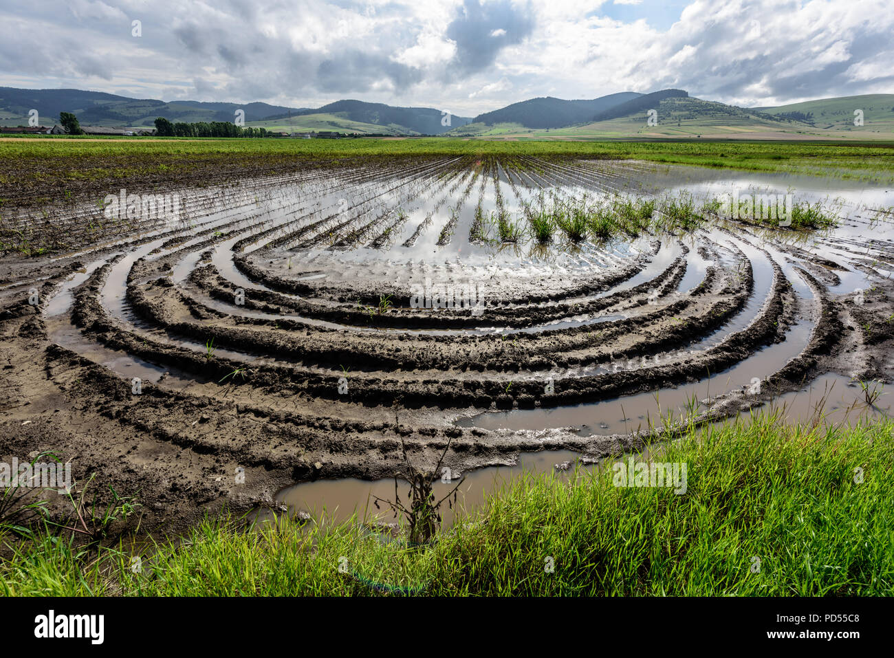 Flooded Potato Field. Agriculture ground after rain under water ...