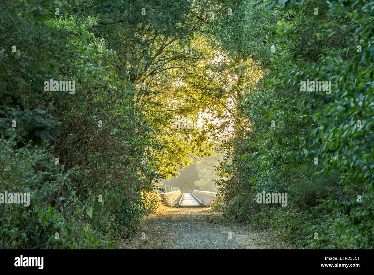 Colorful forest with a bridge at the end of the road Stock Photo - Alamy