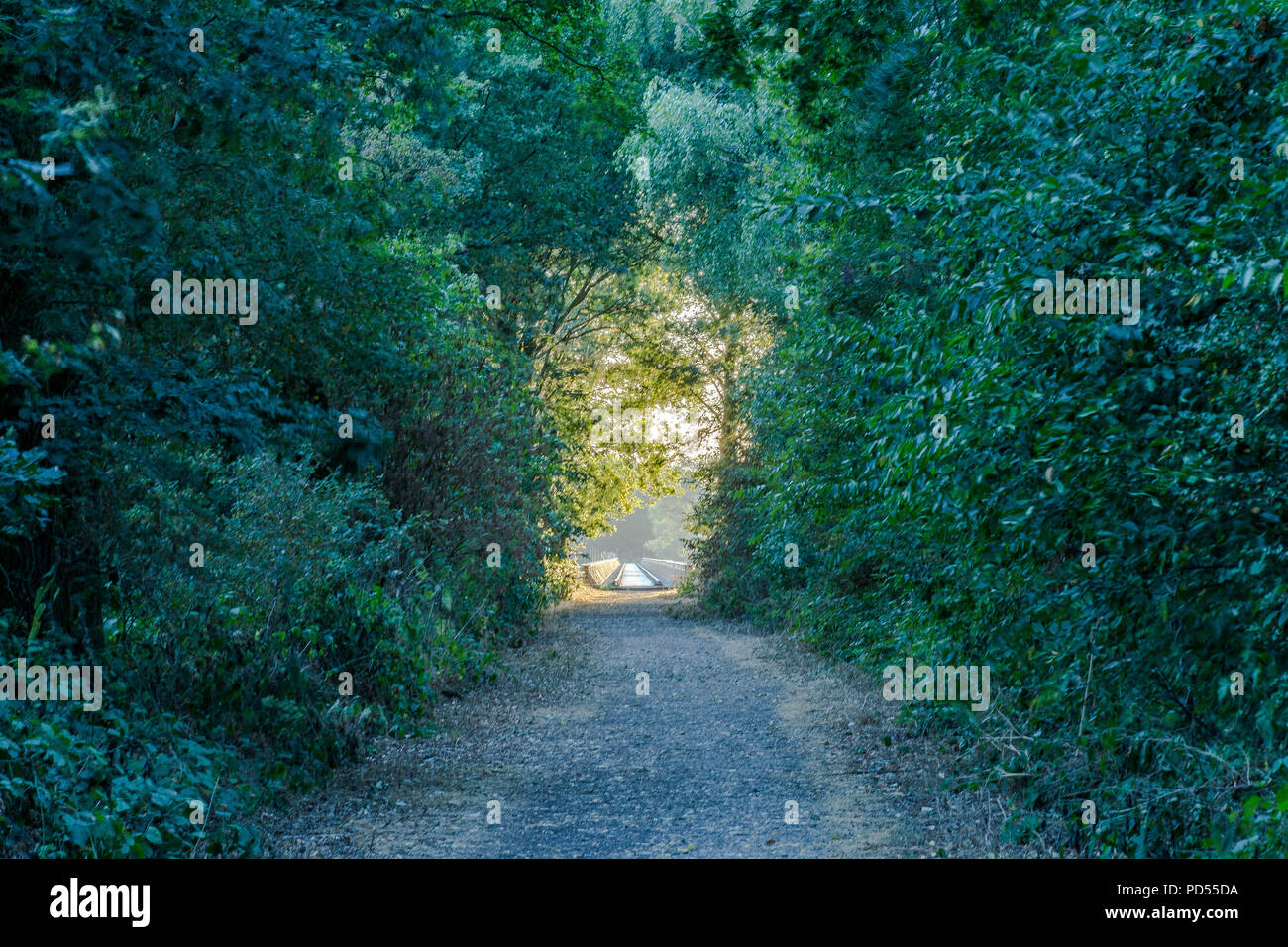 Colorful forest with a bridge at the end of the road Stock Photo - Alamy