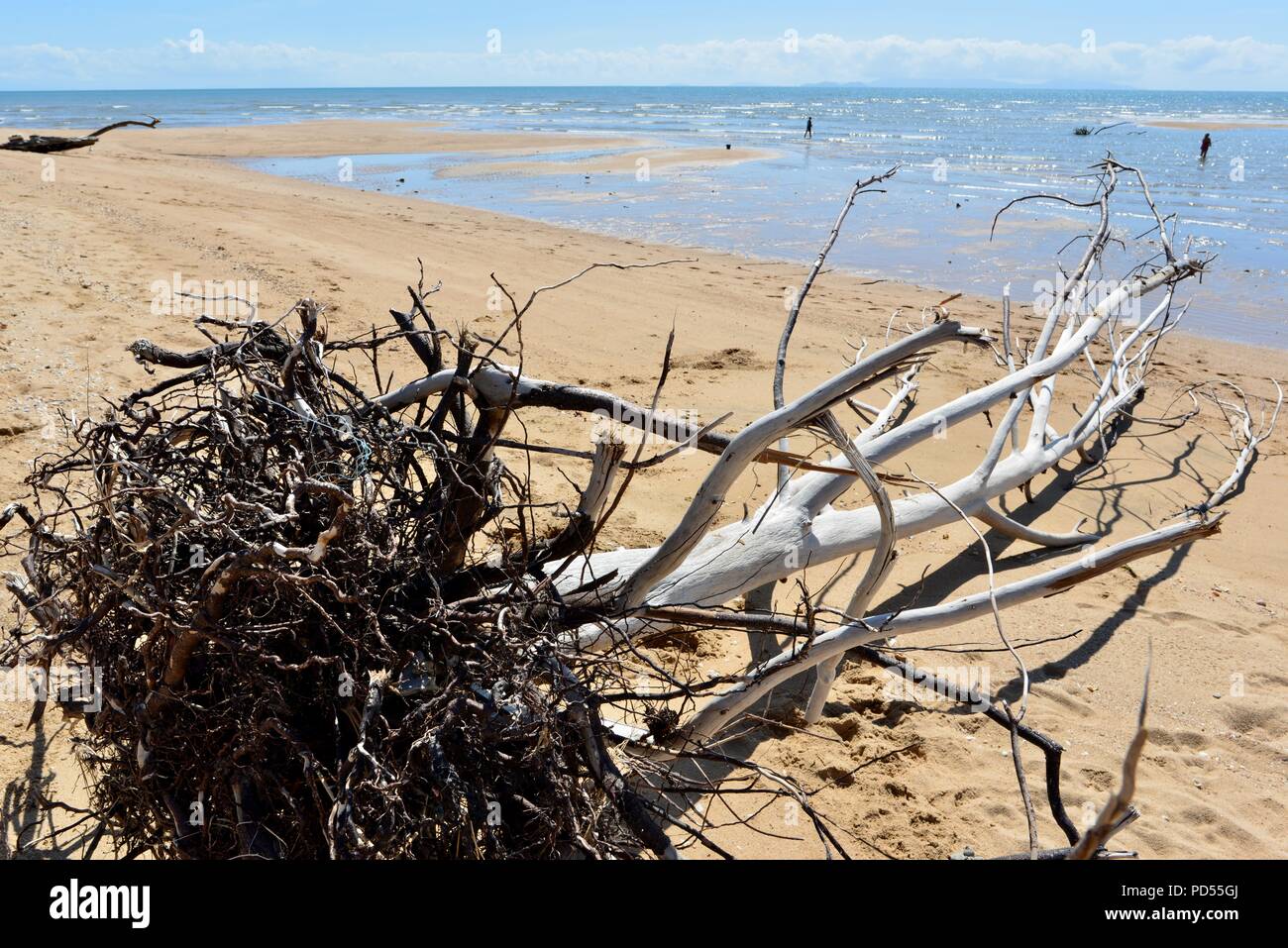 Dead trees on a beach a sign of things to come with global warming ...