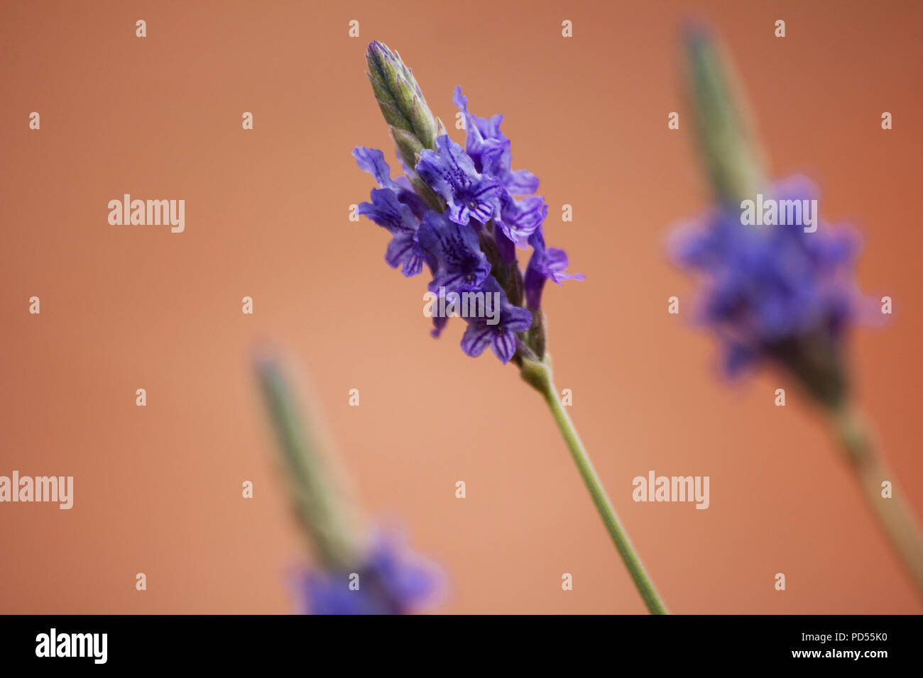 Fern leaf lavender (lavandula multifida) flower Stock Photo - Alamy