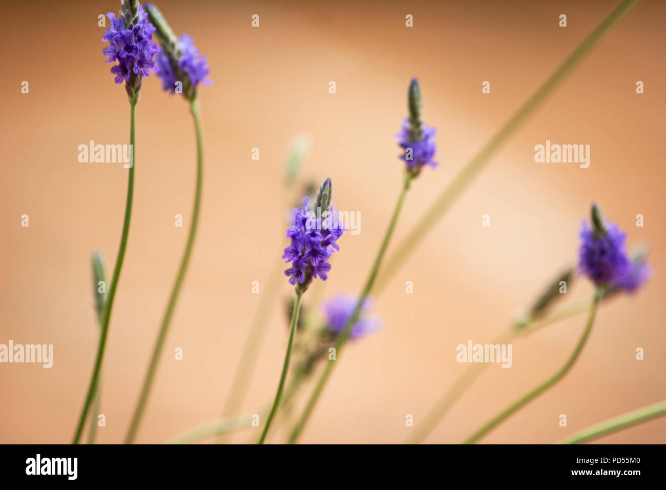 Fernleaf lavender (lavandula multifida) flower Stock Photo - Alamy