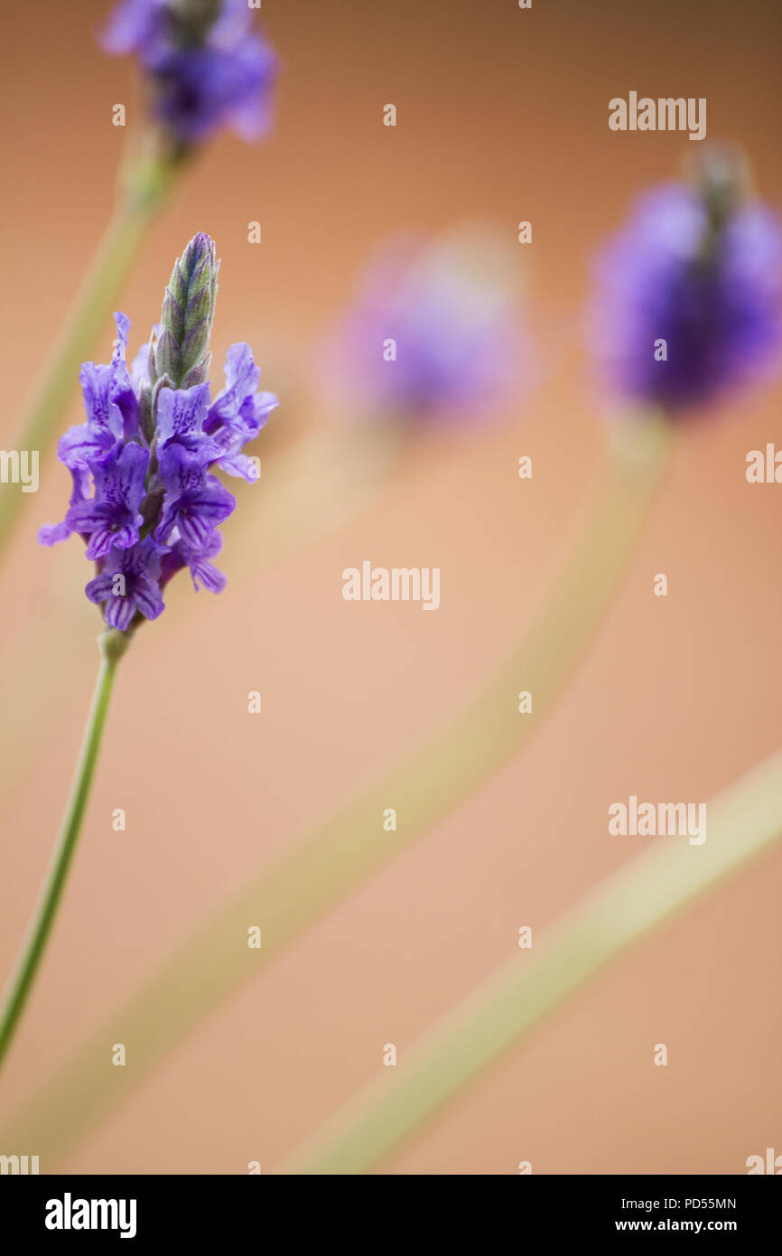 Fernleaf lavender (lavandula multifida) flower Stock Photo - Alamy