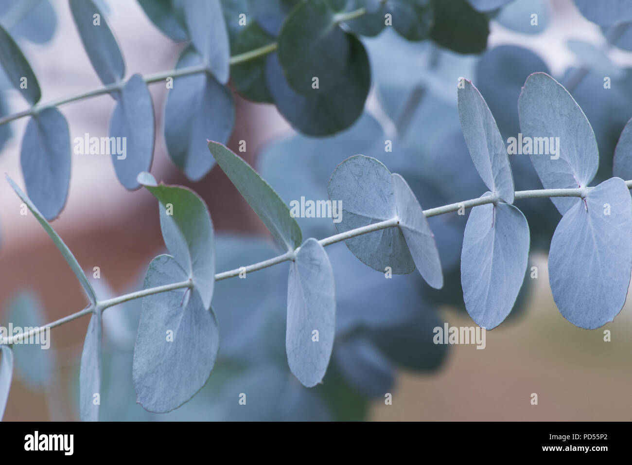Eucalyptus tree leaves on natural background Stock Photo - Alamy