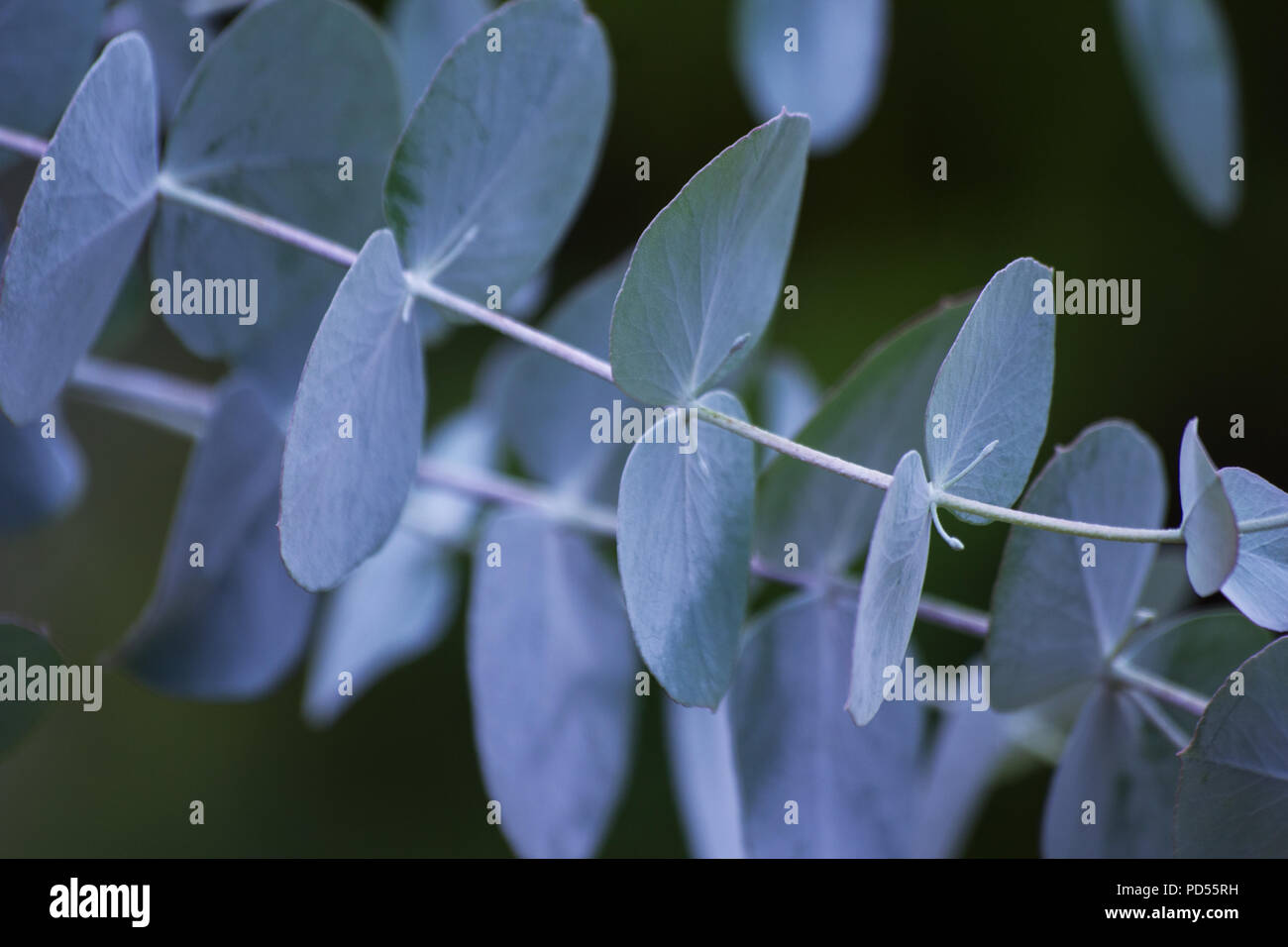 Eucalyptus tree leaves on natural background Stock Photo - Alamy