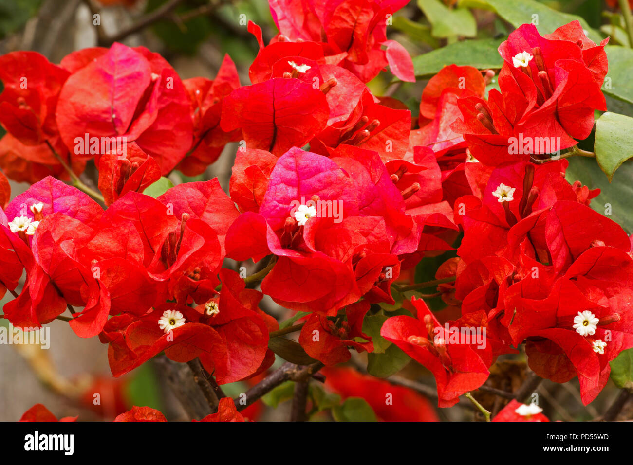 Bougainvillea bush in flower Stock Photo - Alamy