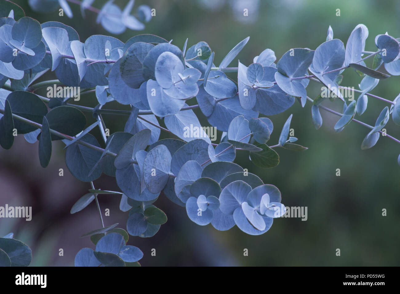 Eucalyptus tree leaves on natural background Stock Photo - Alamy