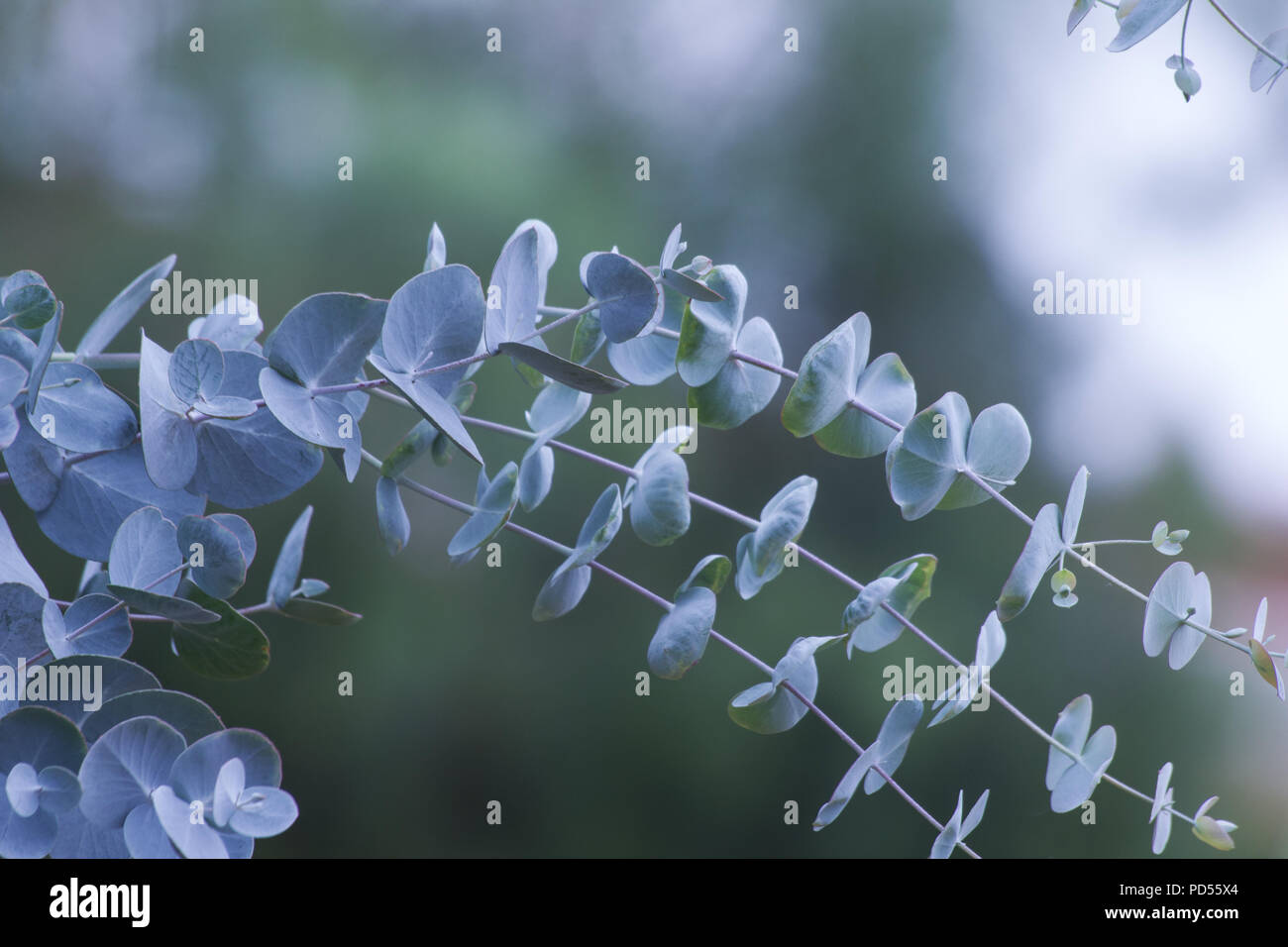 Eucalyptus tree leaves on natural background Stock Photo - Alamy