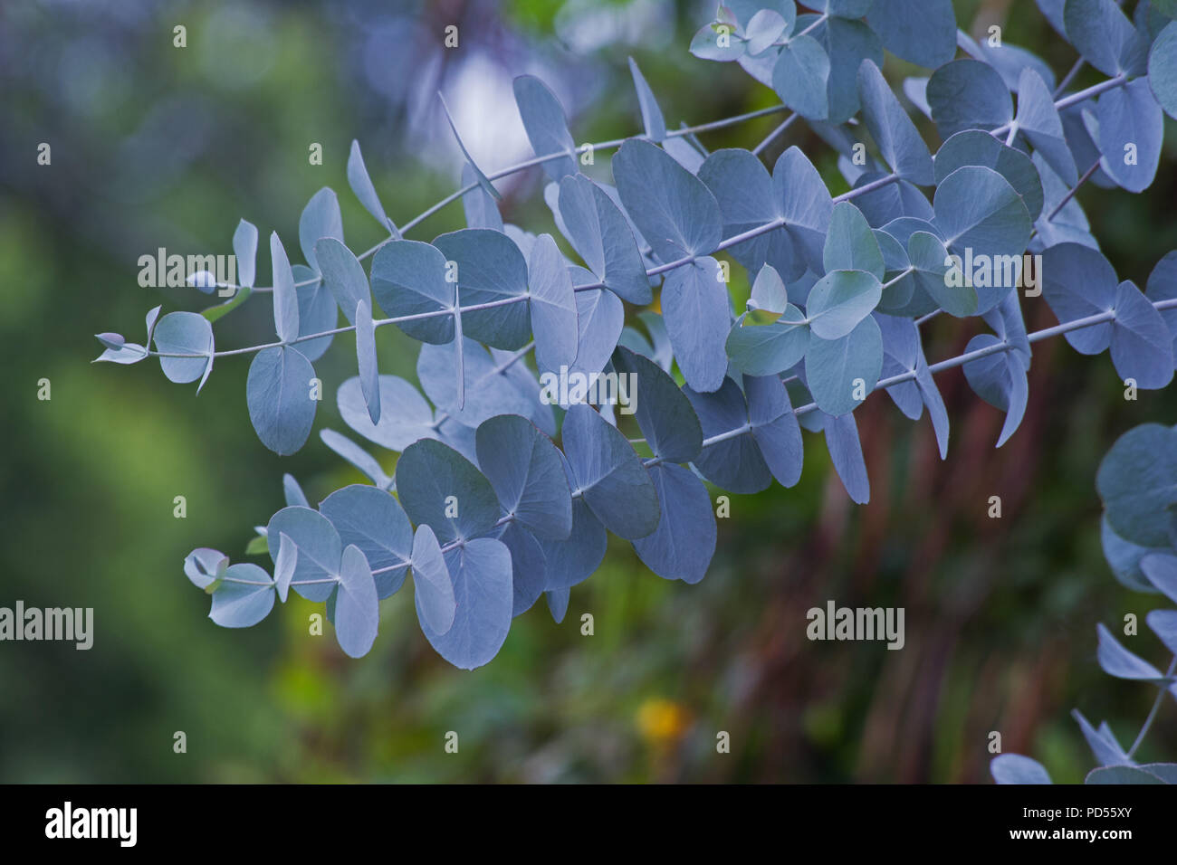 Eucalyptus tree leaves on natural background Stock Photo - Alamy