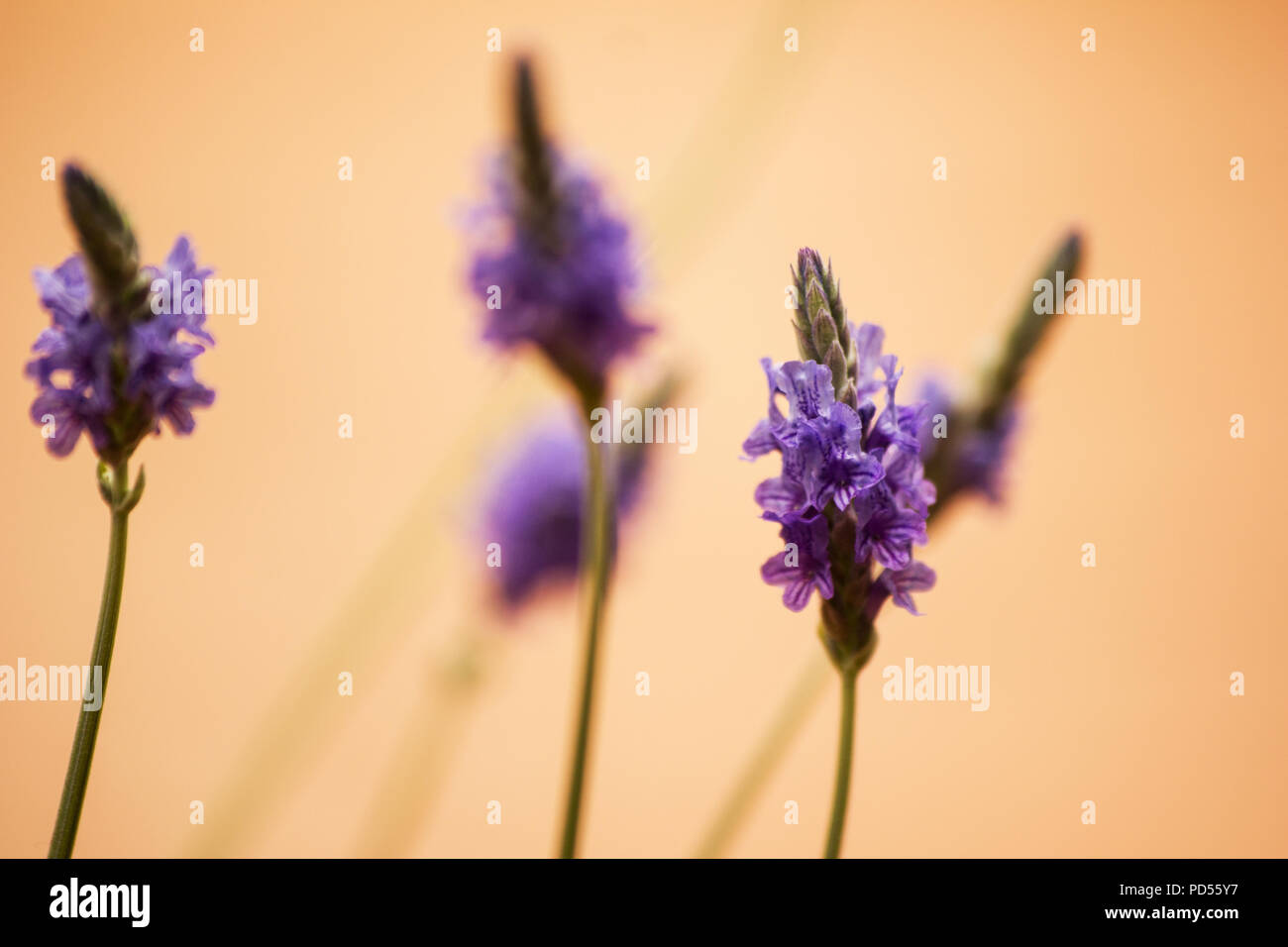 Fernleaf lavender (lavandula multifida) flower Stock Photo - Alamy