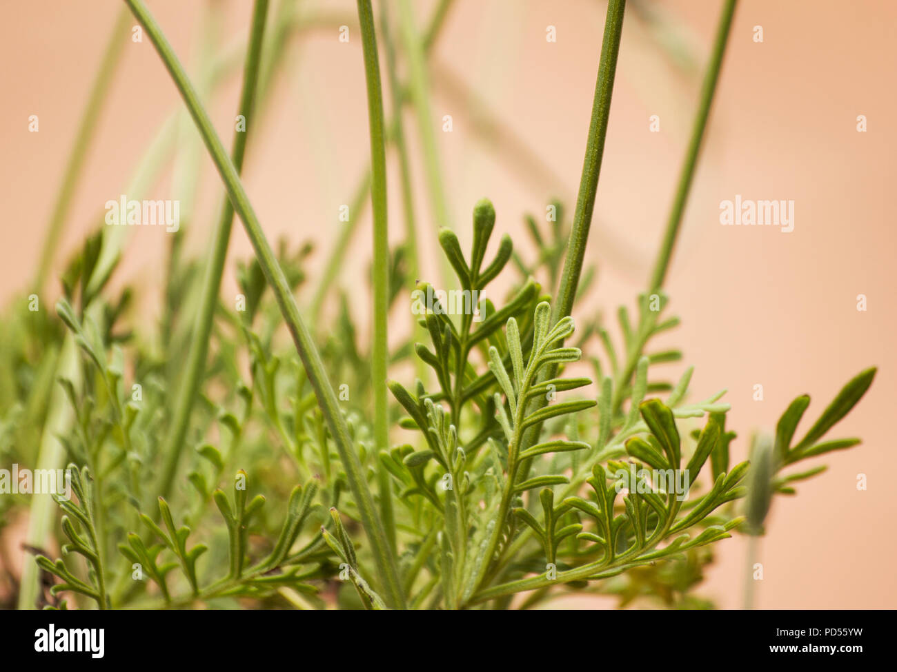 Fernleaf lavender (lavandula multifida) leaves Stock Photo - Alamy