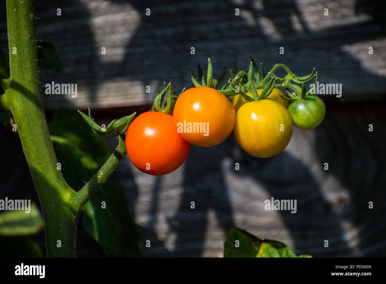 Sun Gold cherry tomatoes at different stages of ripeness on the vine. This variety of tomato ...