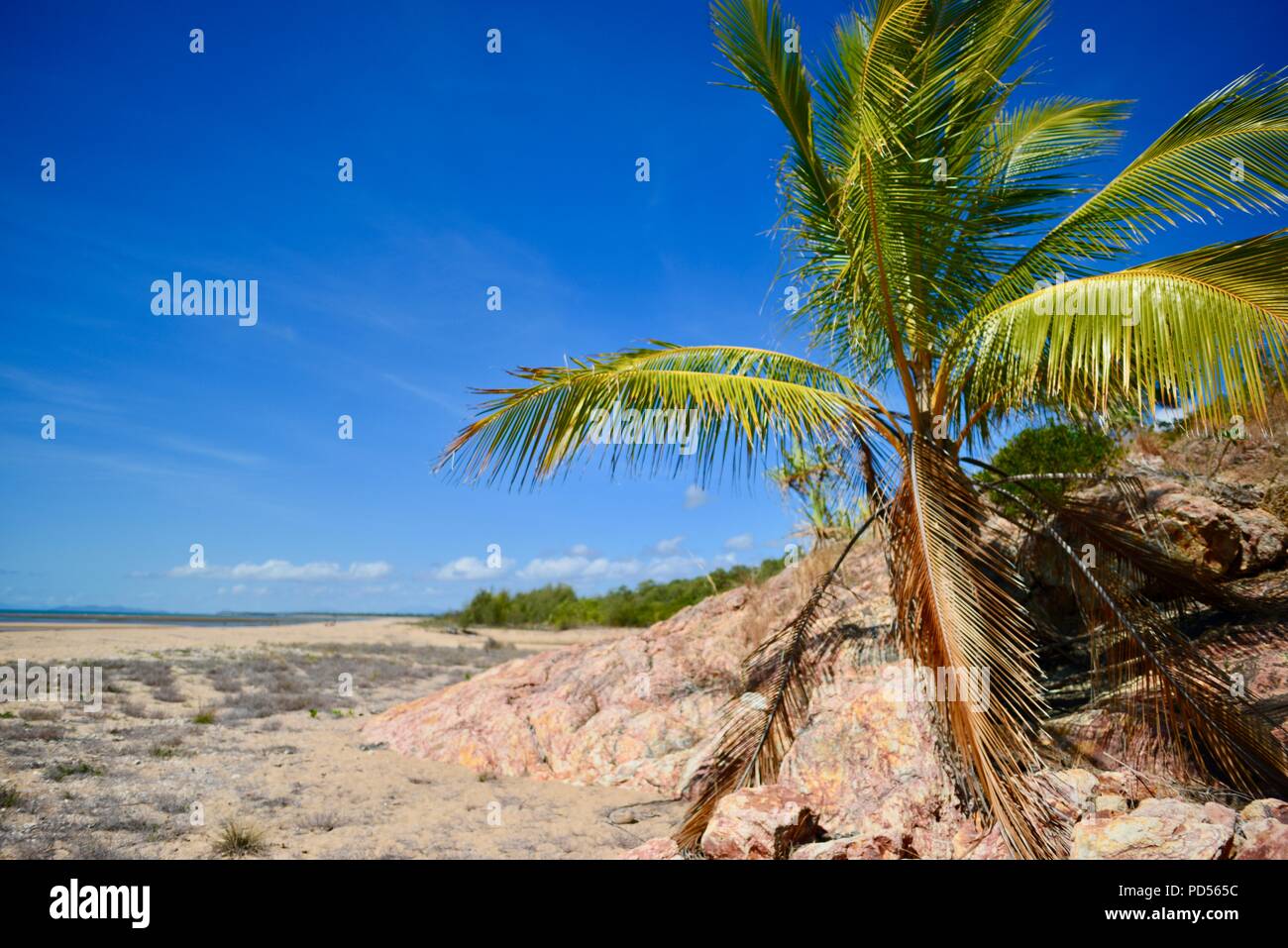 Bush coconut australia hi-res stock photography and images - Alamy