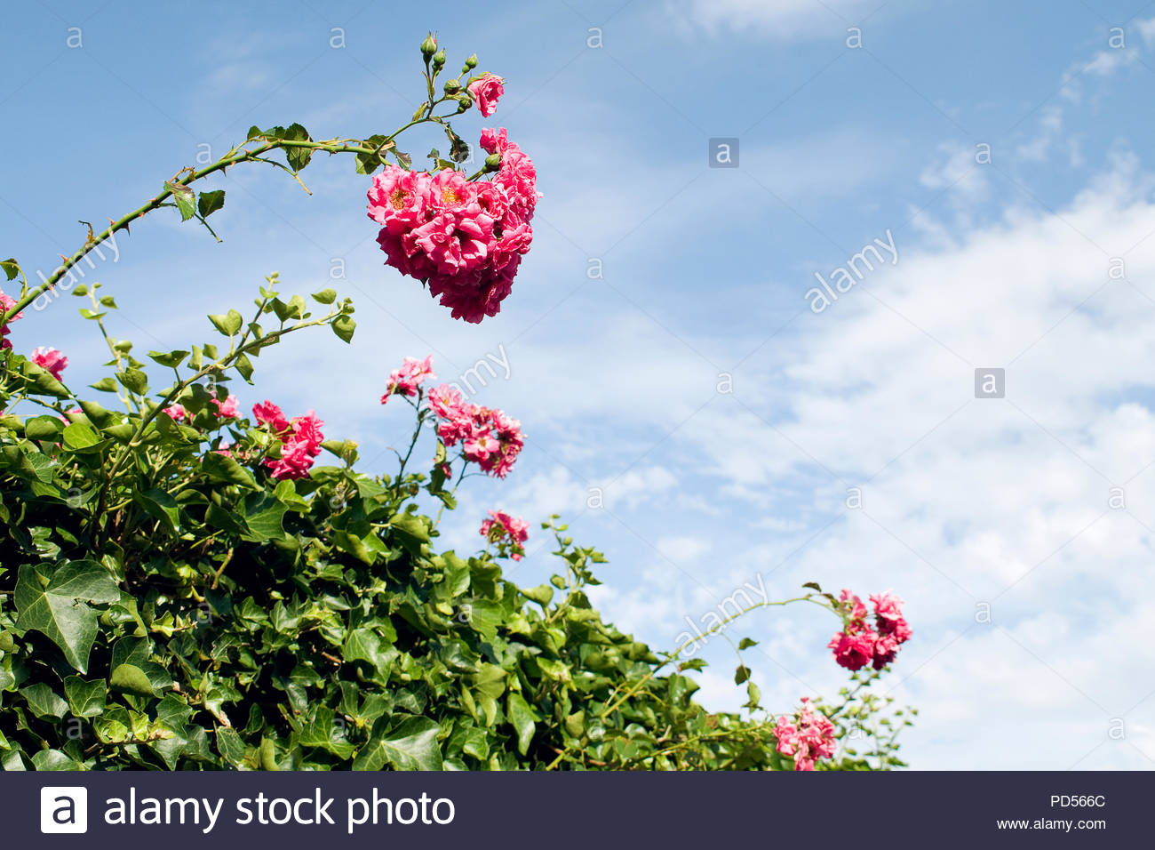 Pink Ivy Stock Photos & Pink Ivy Stock Images - Alamy