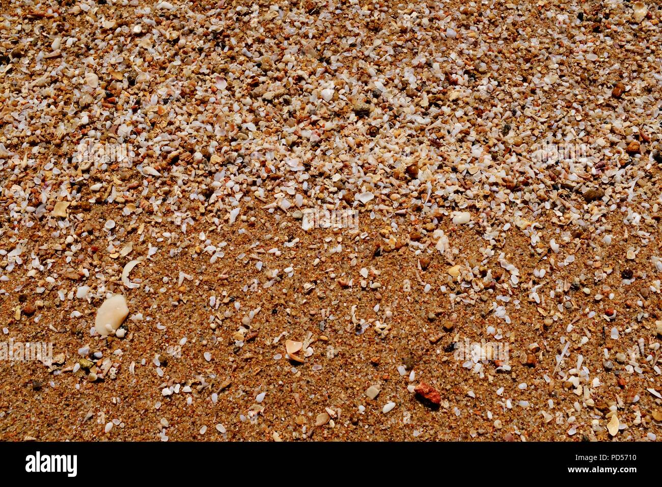 Shells on top of sand on an Australian beach, Toomulla QLD, Australia ...