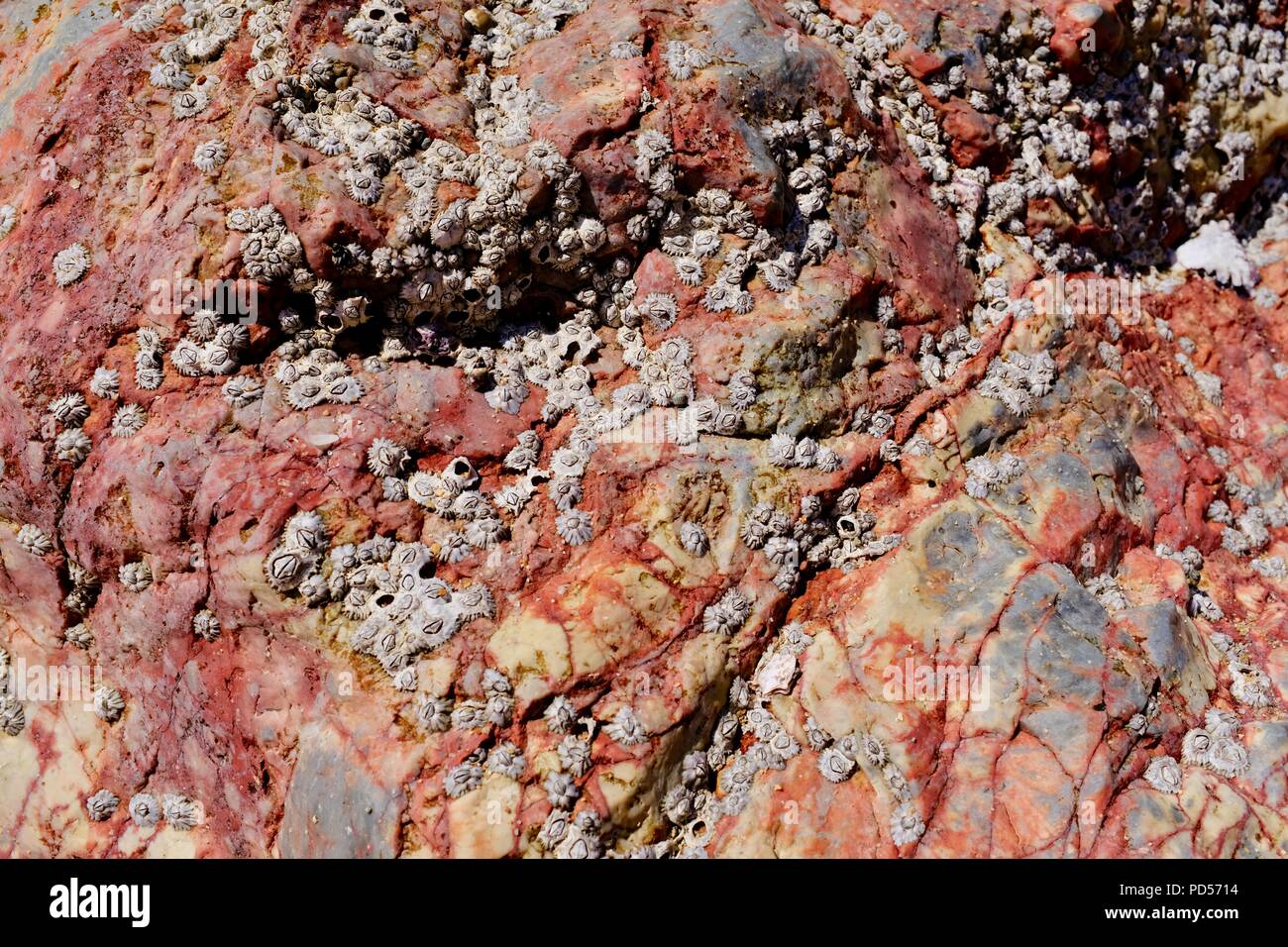 Saltwater barnacles hi-res stock photography and images - Alamy