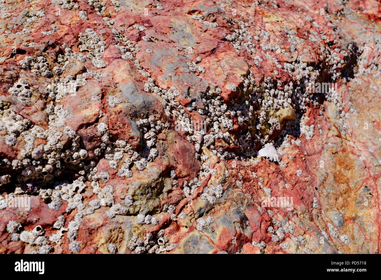 Saltwater barnacles hi-res stock photography and images - Alamy