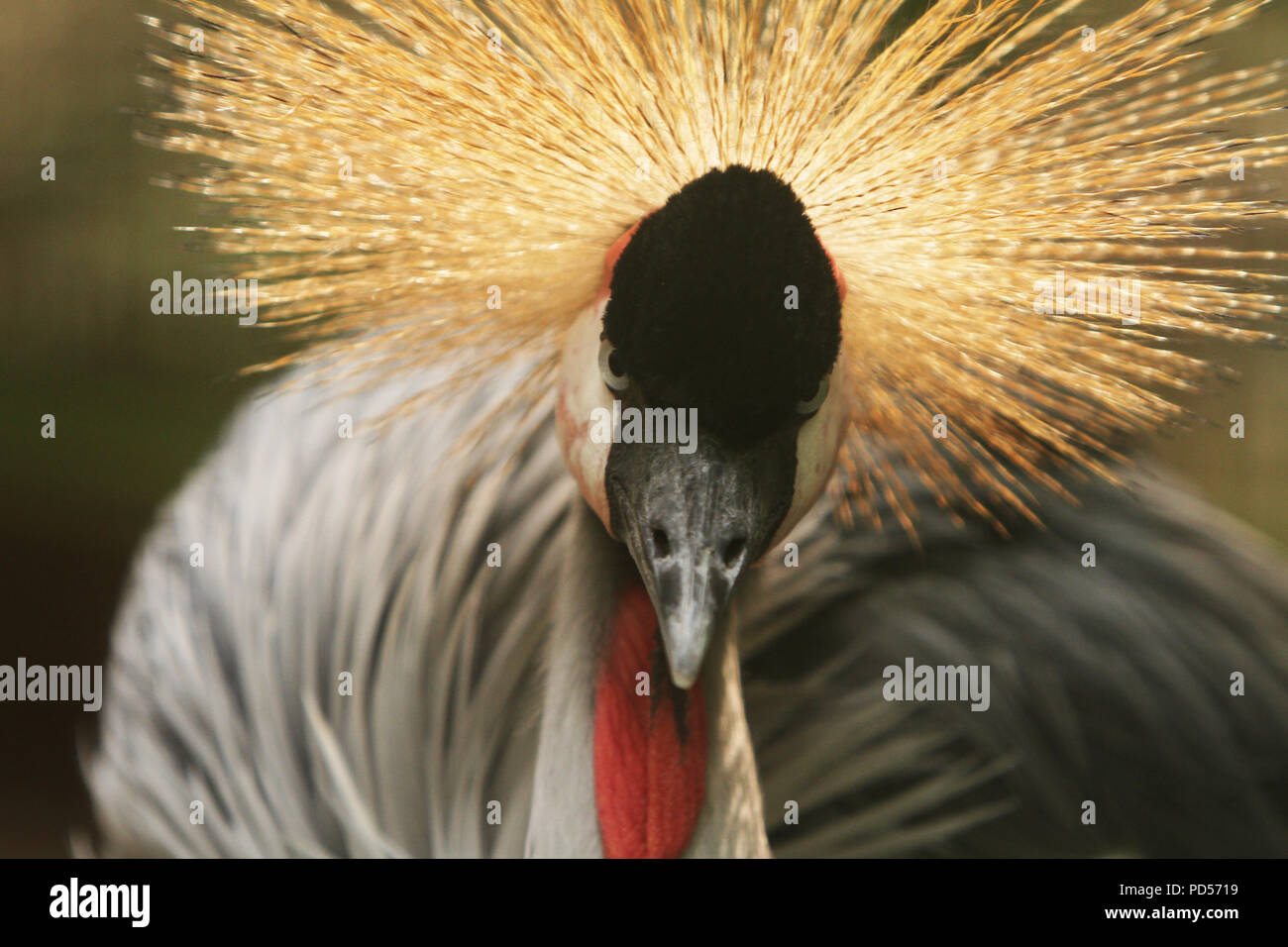 Crowned beauty hi-res stock photography and images - Alamy