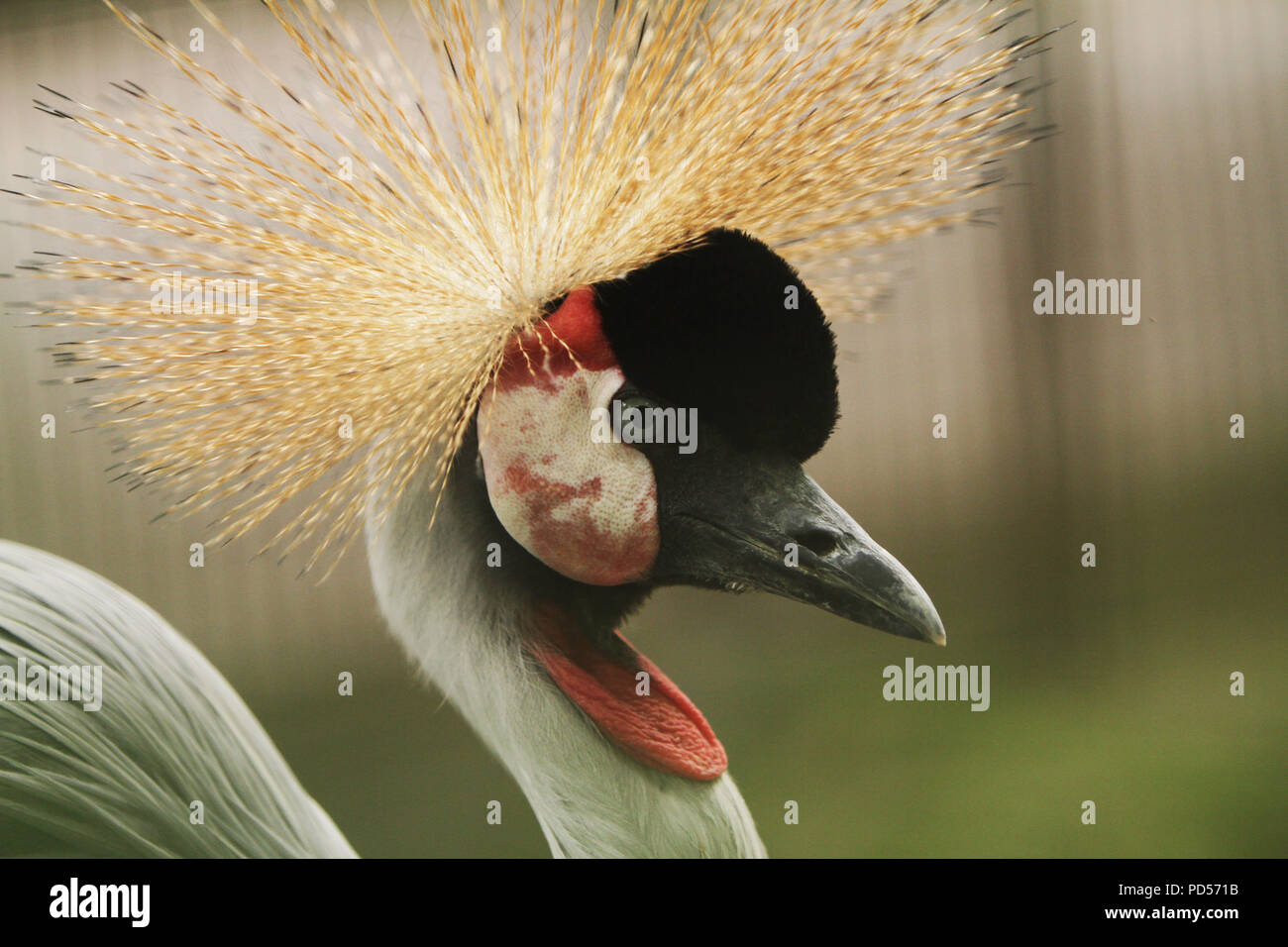Crowned beauty hi-res stock photography and images - Alamy