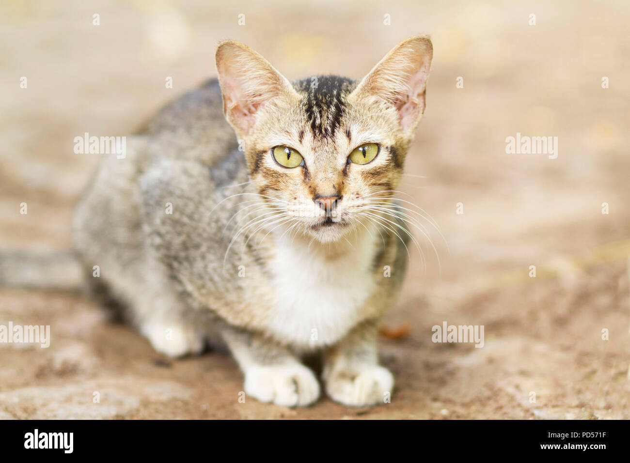 Serious Kitten High Resolution Stock Photography and Images - Alamy