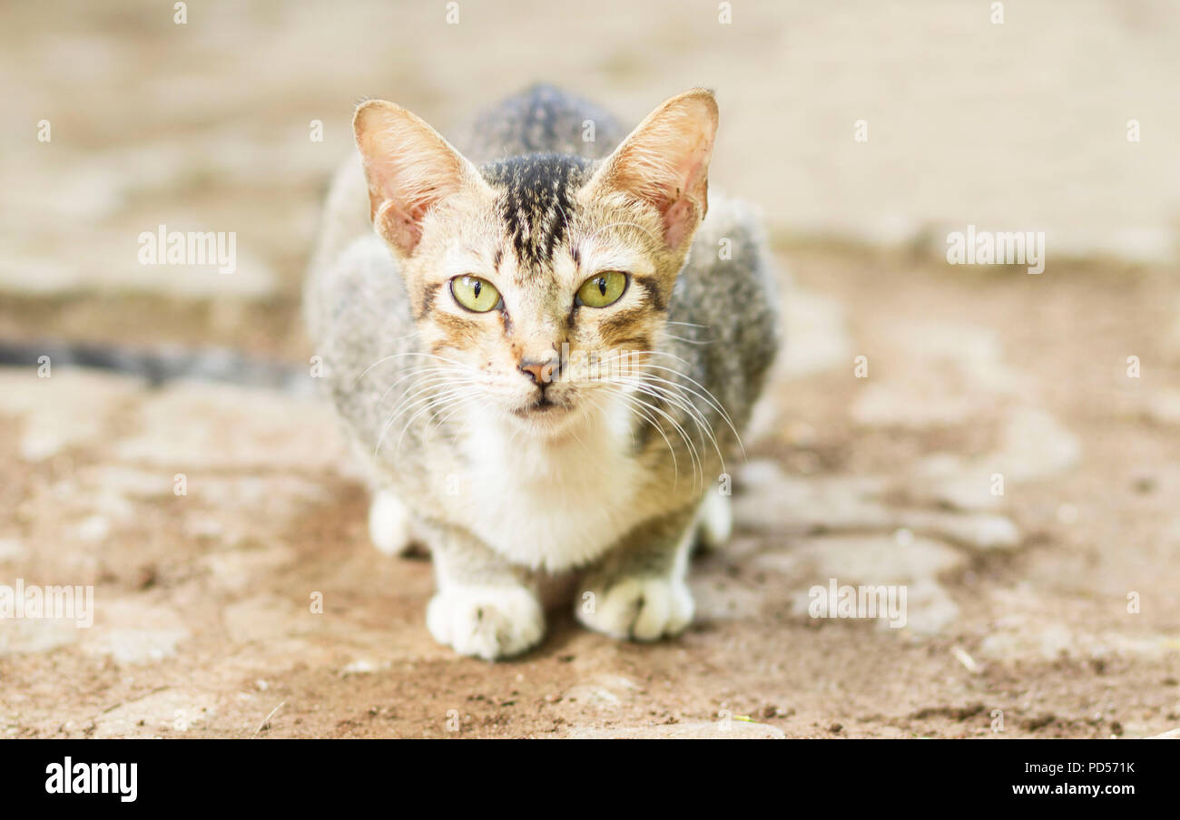 Serious Kitten High Resolution Stock Photography and Images - Alamy