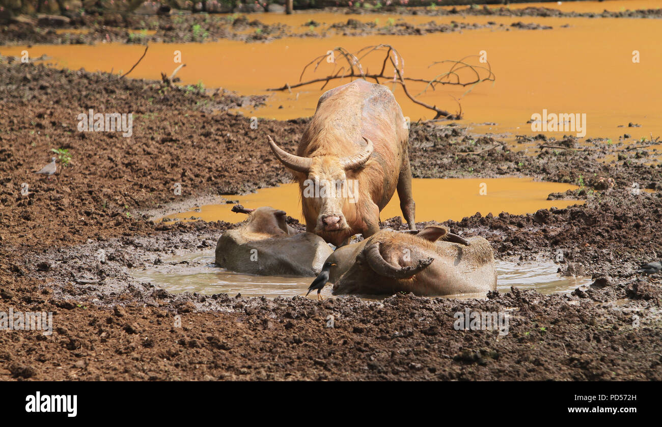 White rhinoceros mud wallow hi-res stock photography and images - Alamy