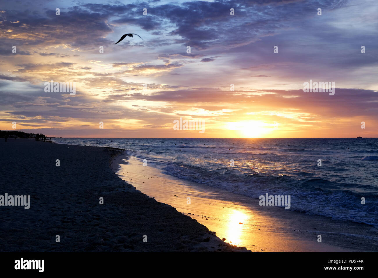 Early ray bird hi-res stock photography and images - Alamy