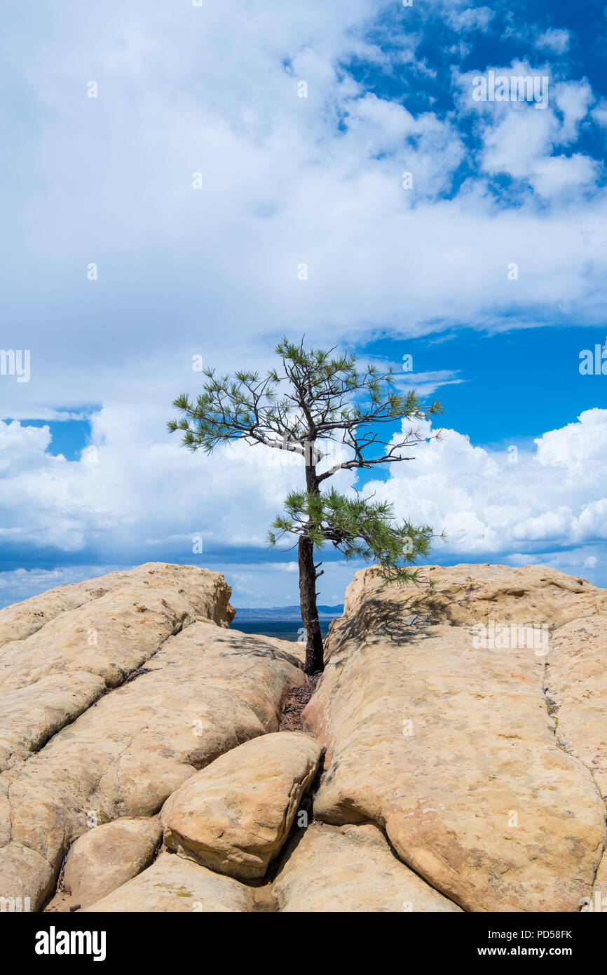 Lone pine tree and dramatic sky at Sandstone Bluffs Overlook in El ...