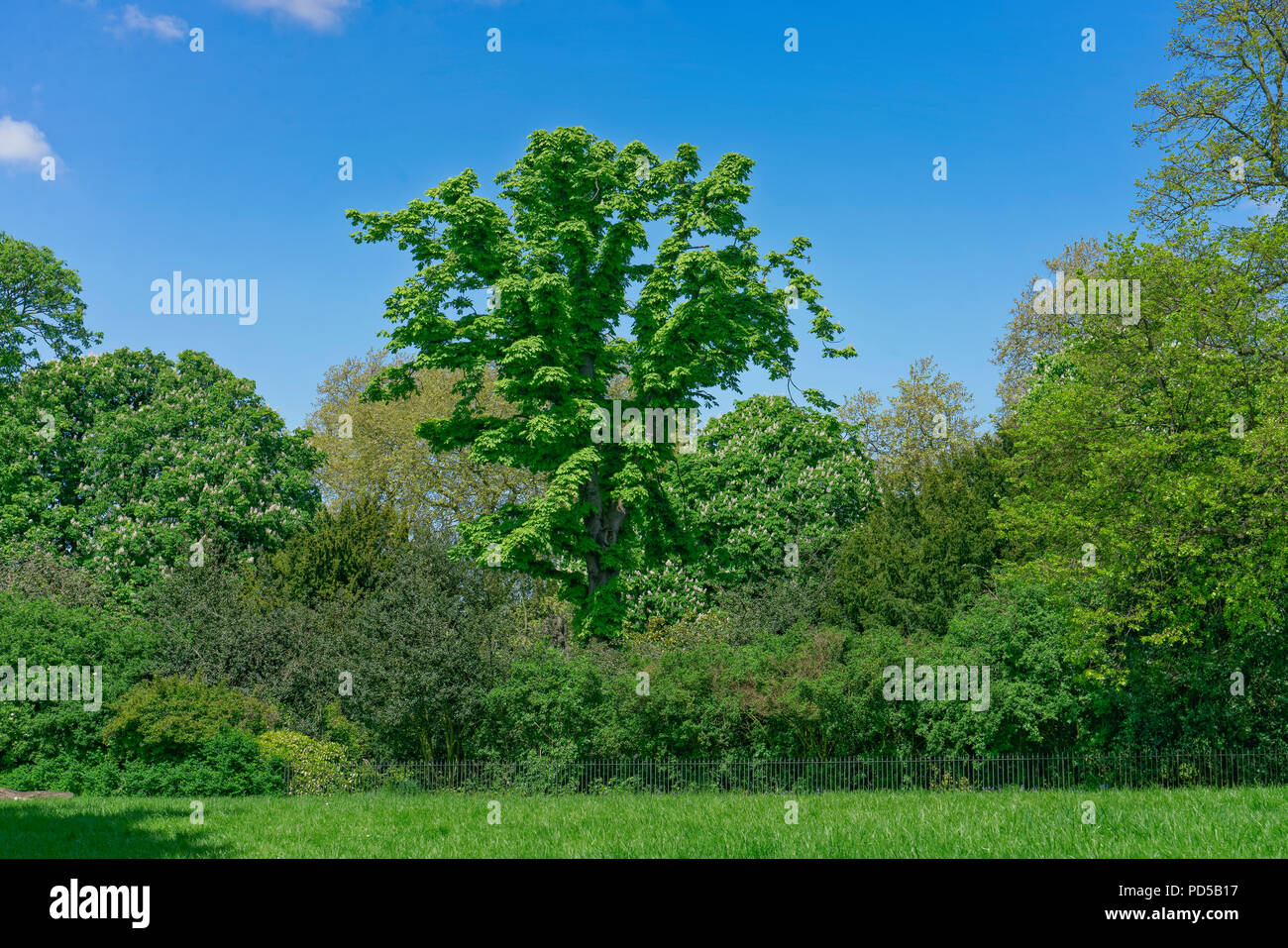 Public garden park grass tree uk britain england hi-res stock ...
