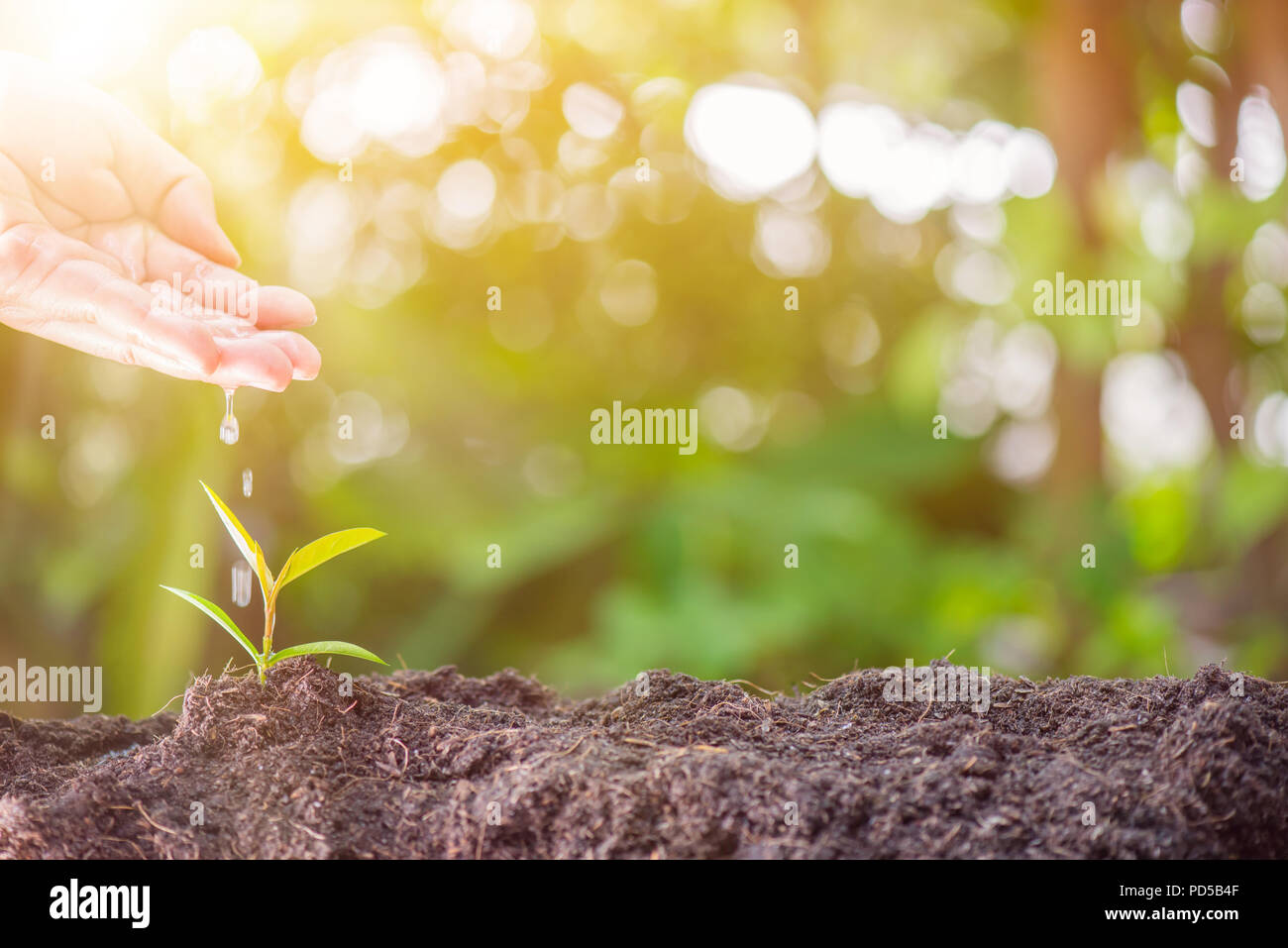 Small plant growing in the garden. Fresh start of the day. Save ...