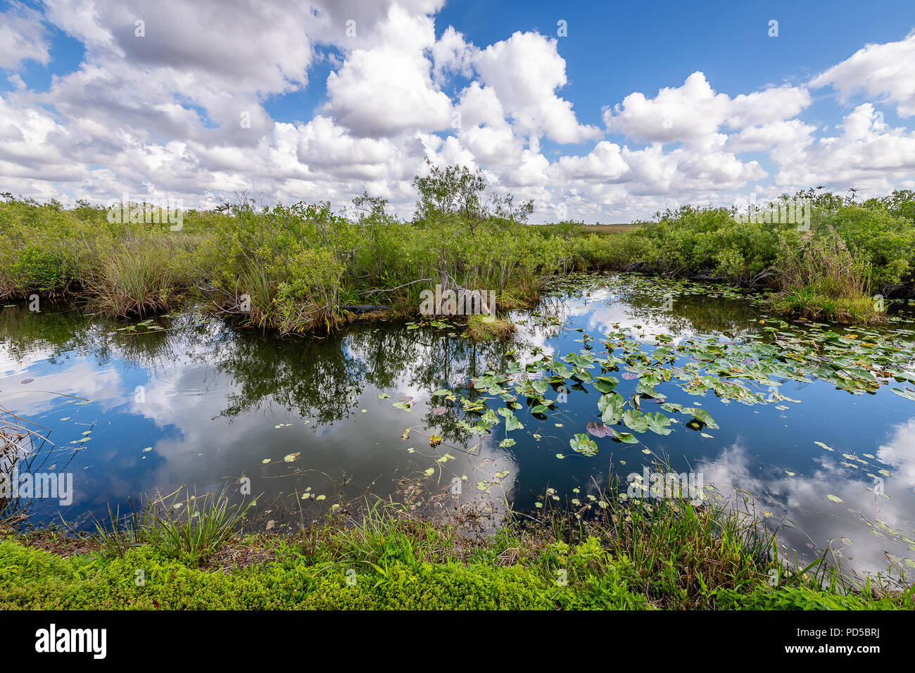 Everglades National Park Stock Photo - Alamy
