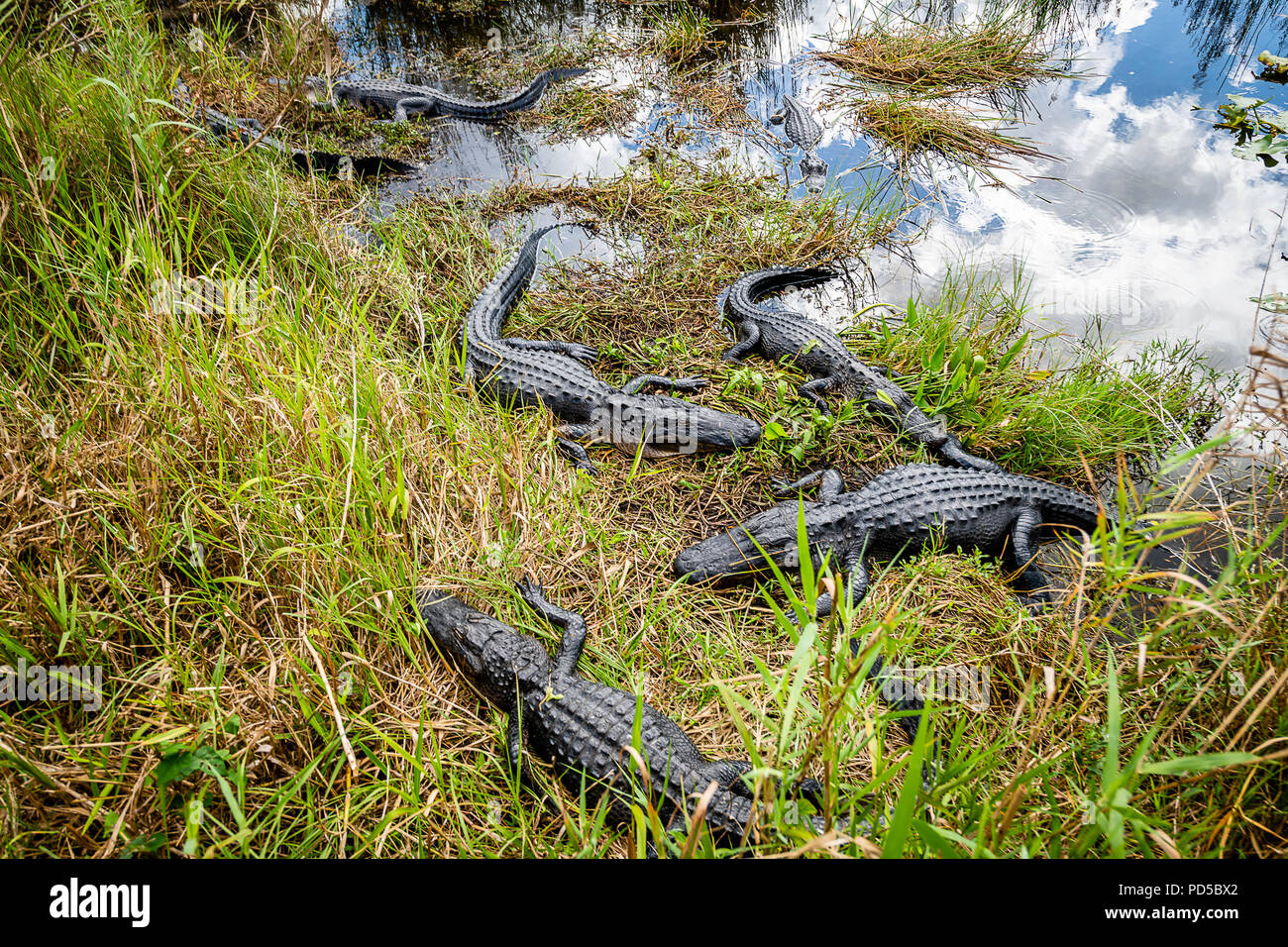 Beautiful landscape everglades national hi-res stock photography and ...