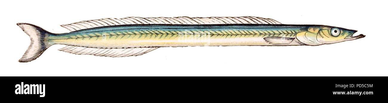 Gervais Cut Out Stock Images & Pictures - Alamy