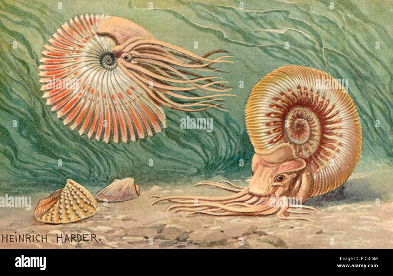 Ammonoid hi-res stock photography and images - Alamy