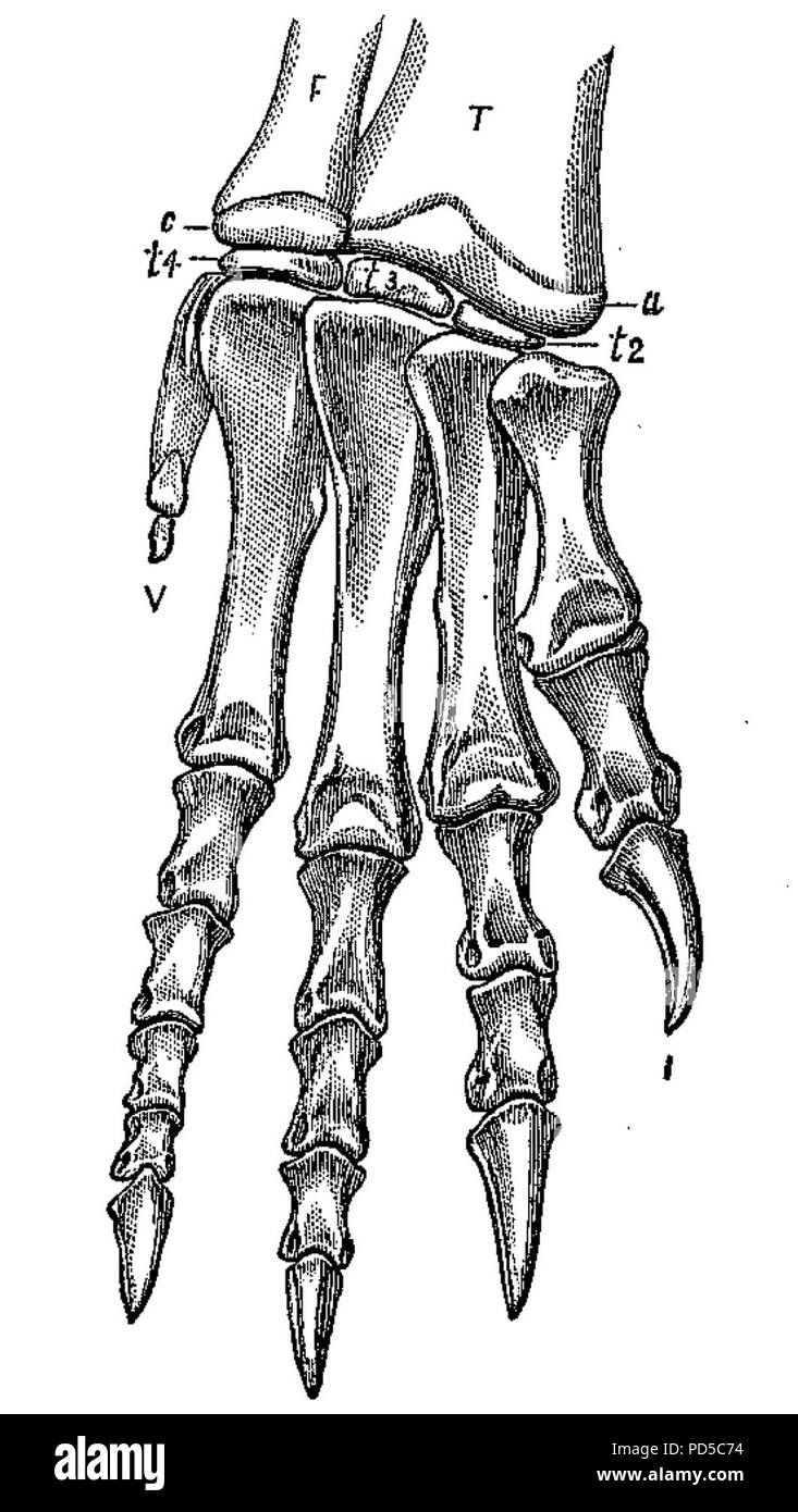 Ammosaurus hi-res stock photography and images - Alamy