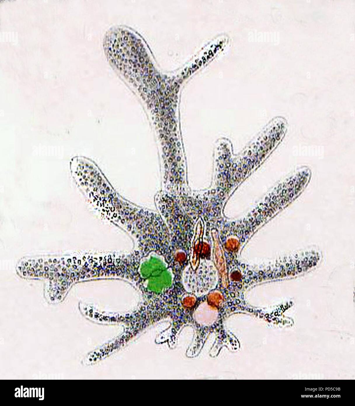Amoeba Under Microscope Labelled