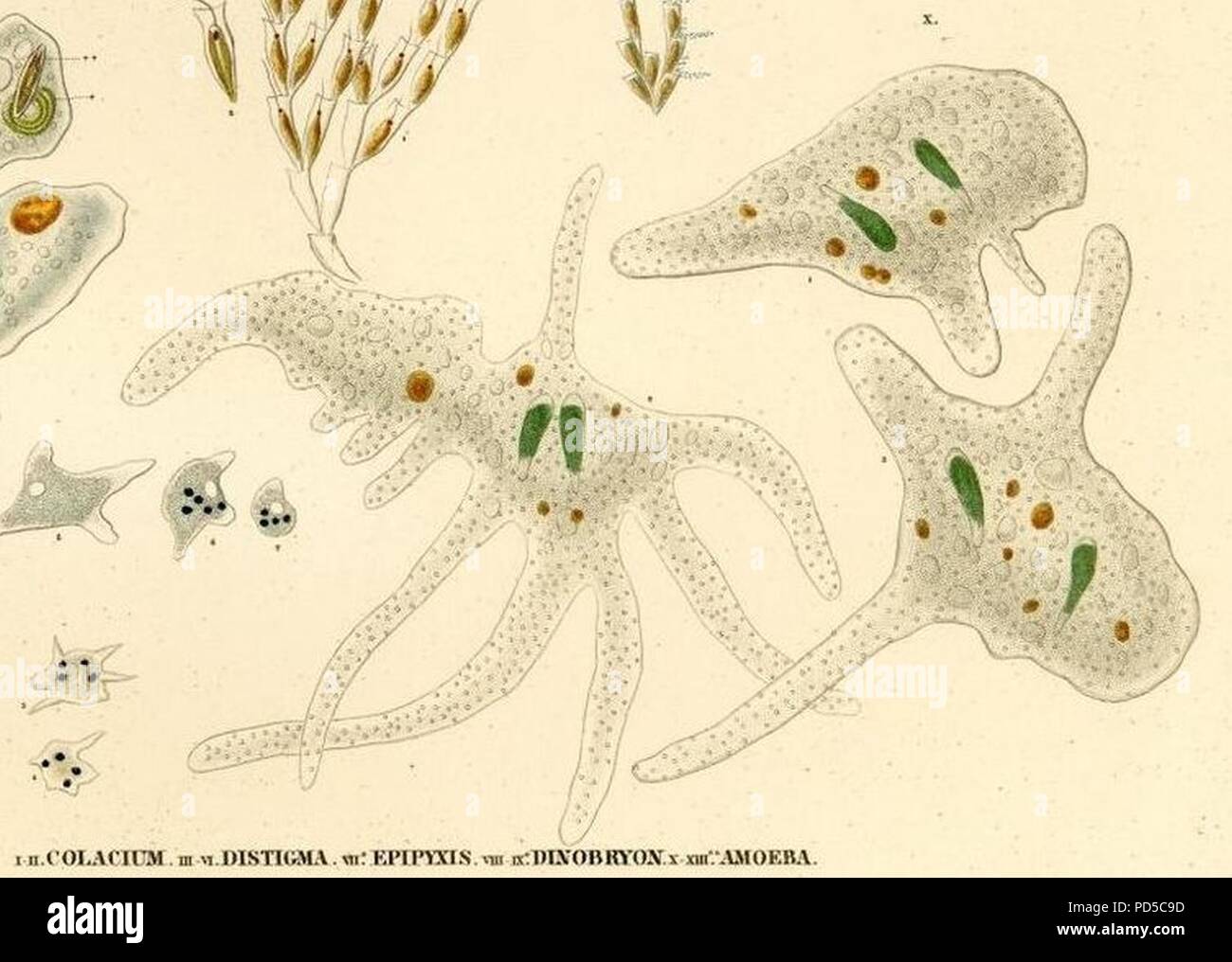 Amoebas from Ehrenberg Stock Photo - Alamy