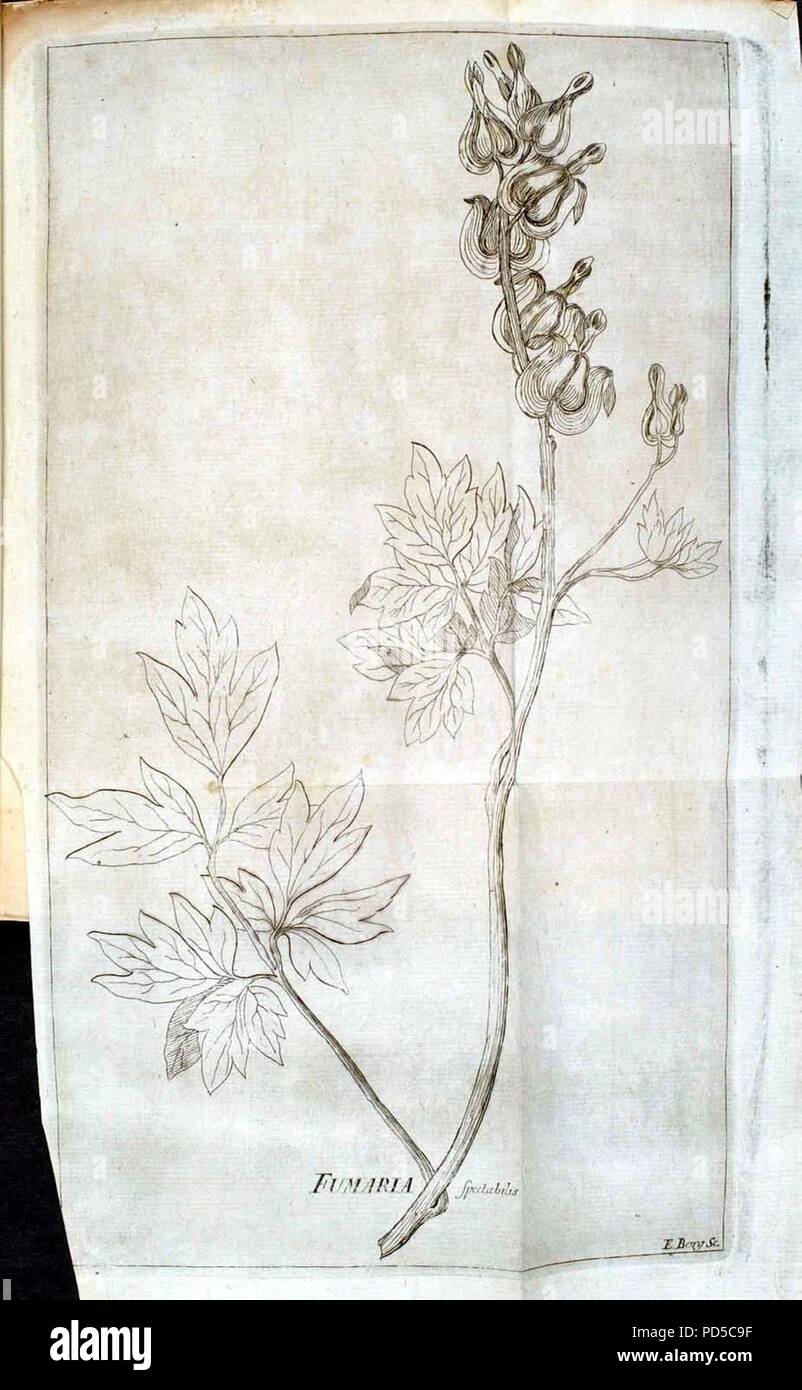 Fumaria spectabilis hi-res stock photography and images - Alamy