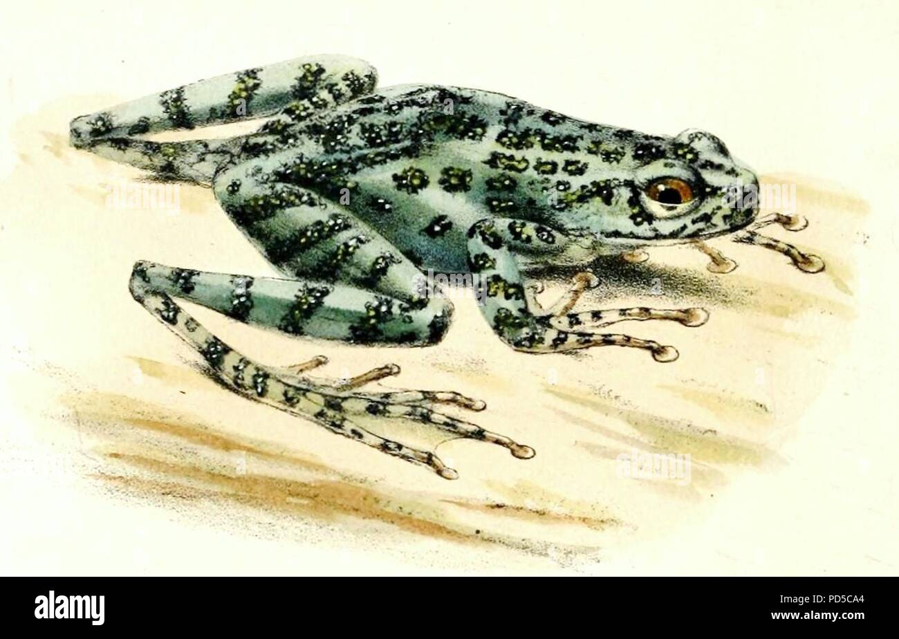 Amolops hi-res stock photography and images - Alamy